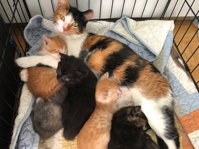 My cute calico baby with all her little babies | Scrolller