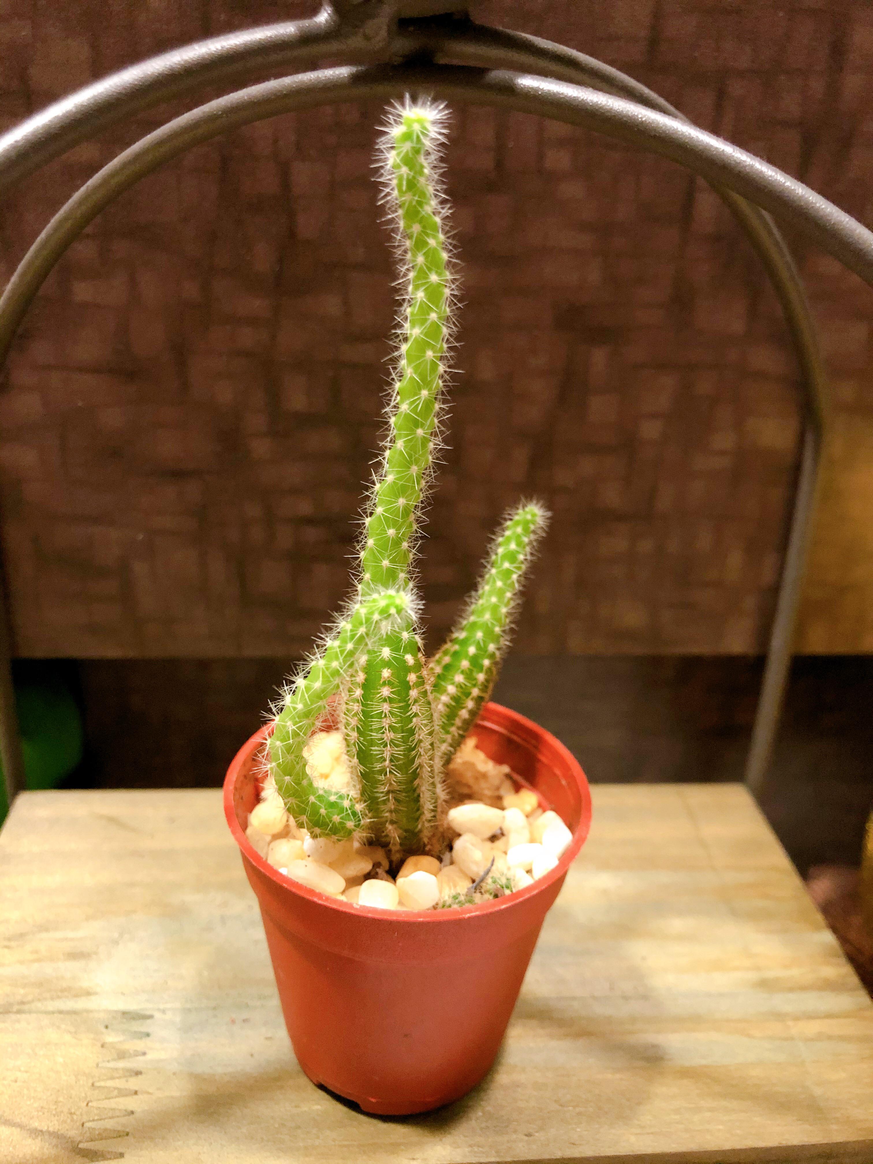 My dabbing cactus! | Scrolller