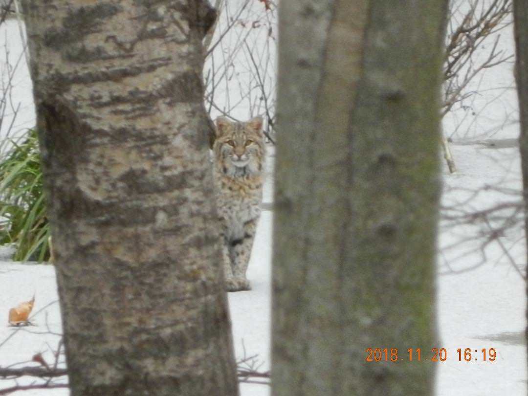 My Dad had a little visitor at his tree stand in Mason County | Scrolller