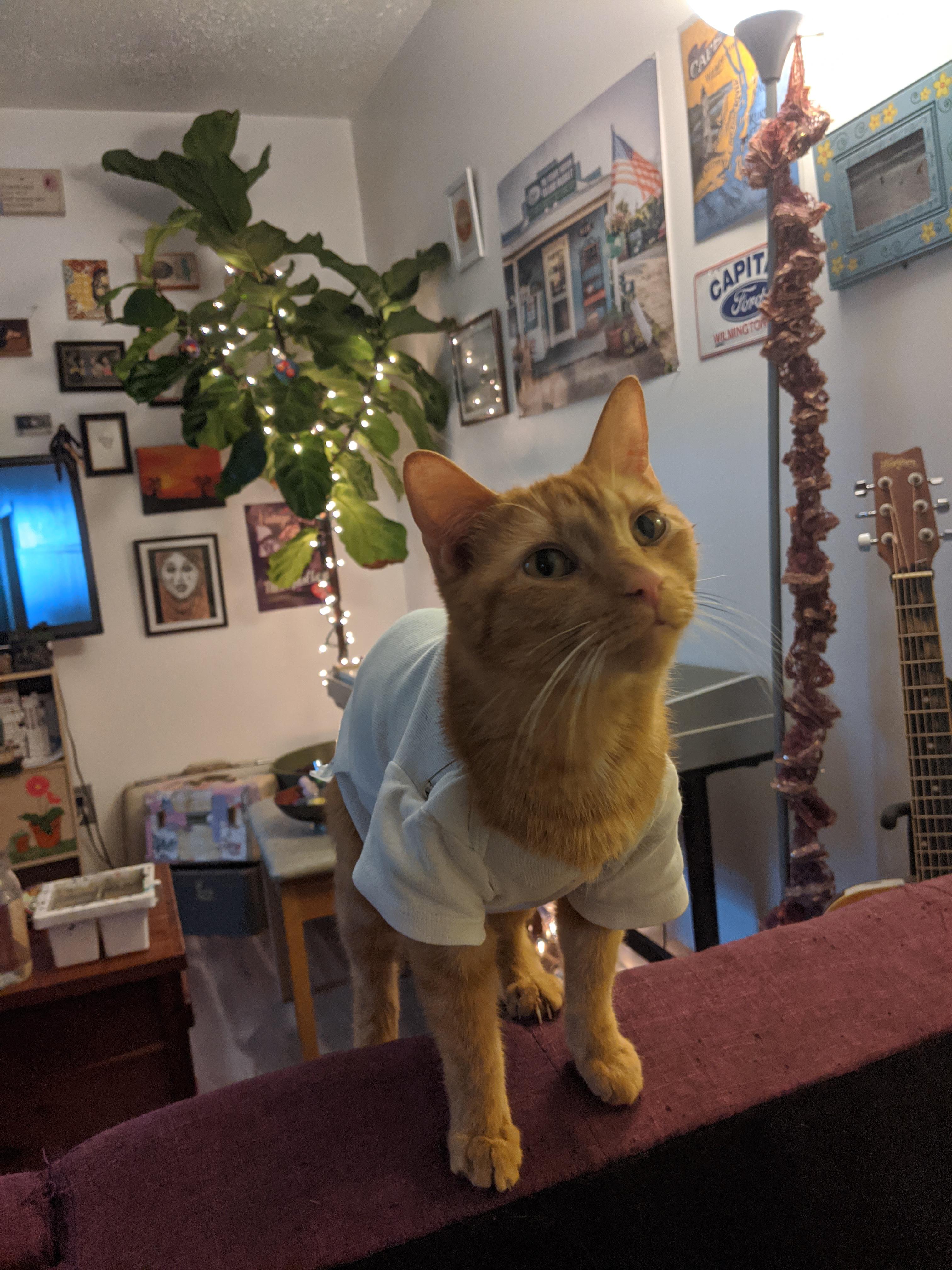 My dapper little Manxy son, Titus | Scrolller