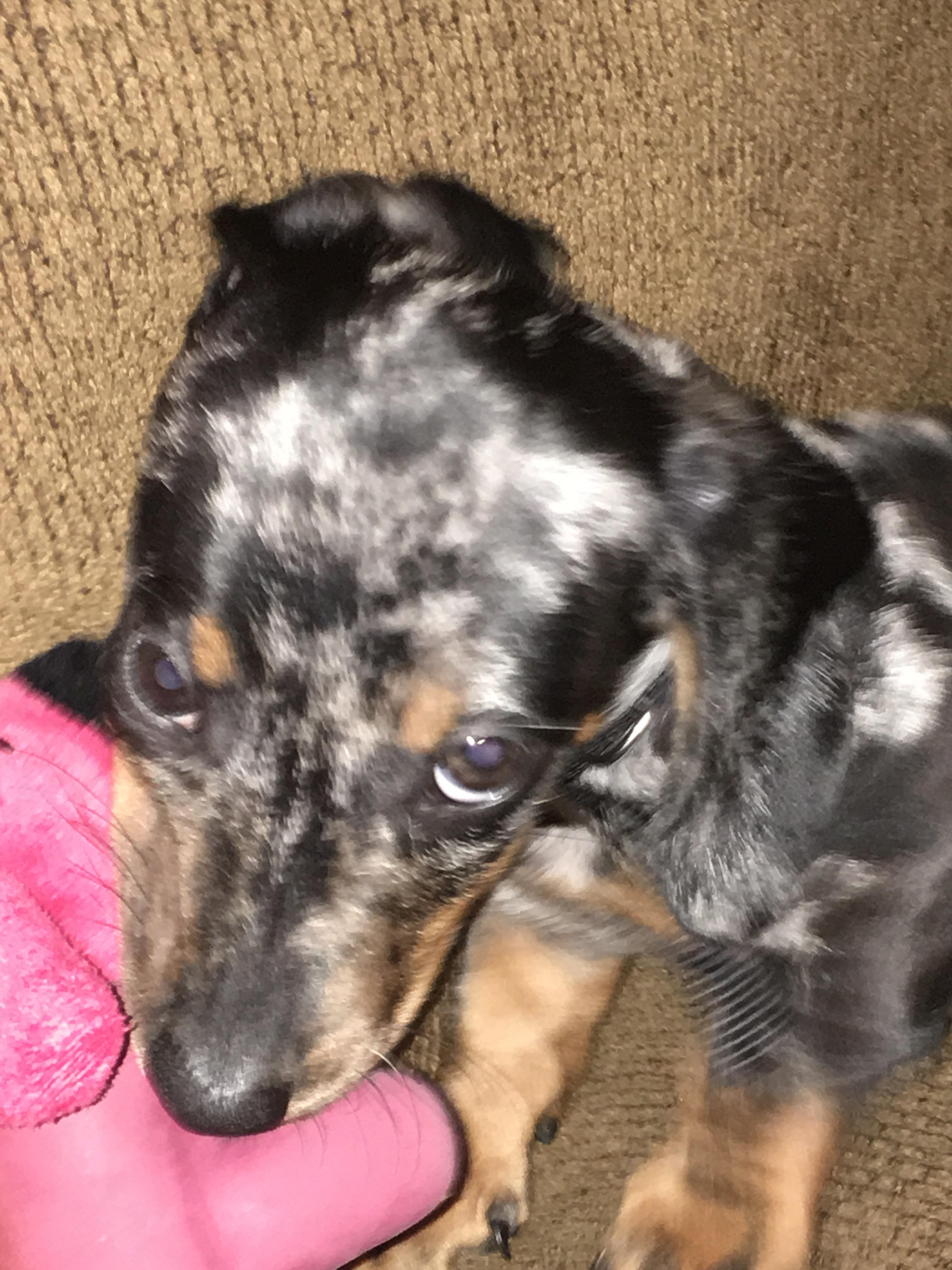 My Dapple Daschund, Rambo | Scrolller