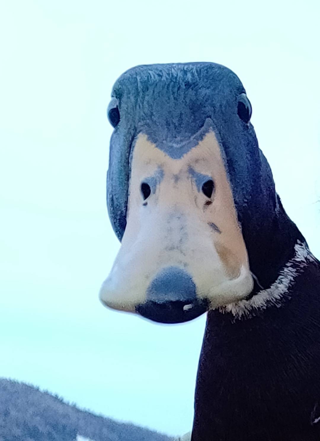 My derpy duck | Scrolller