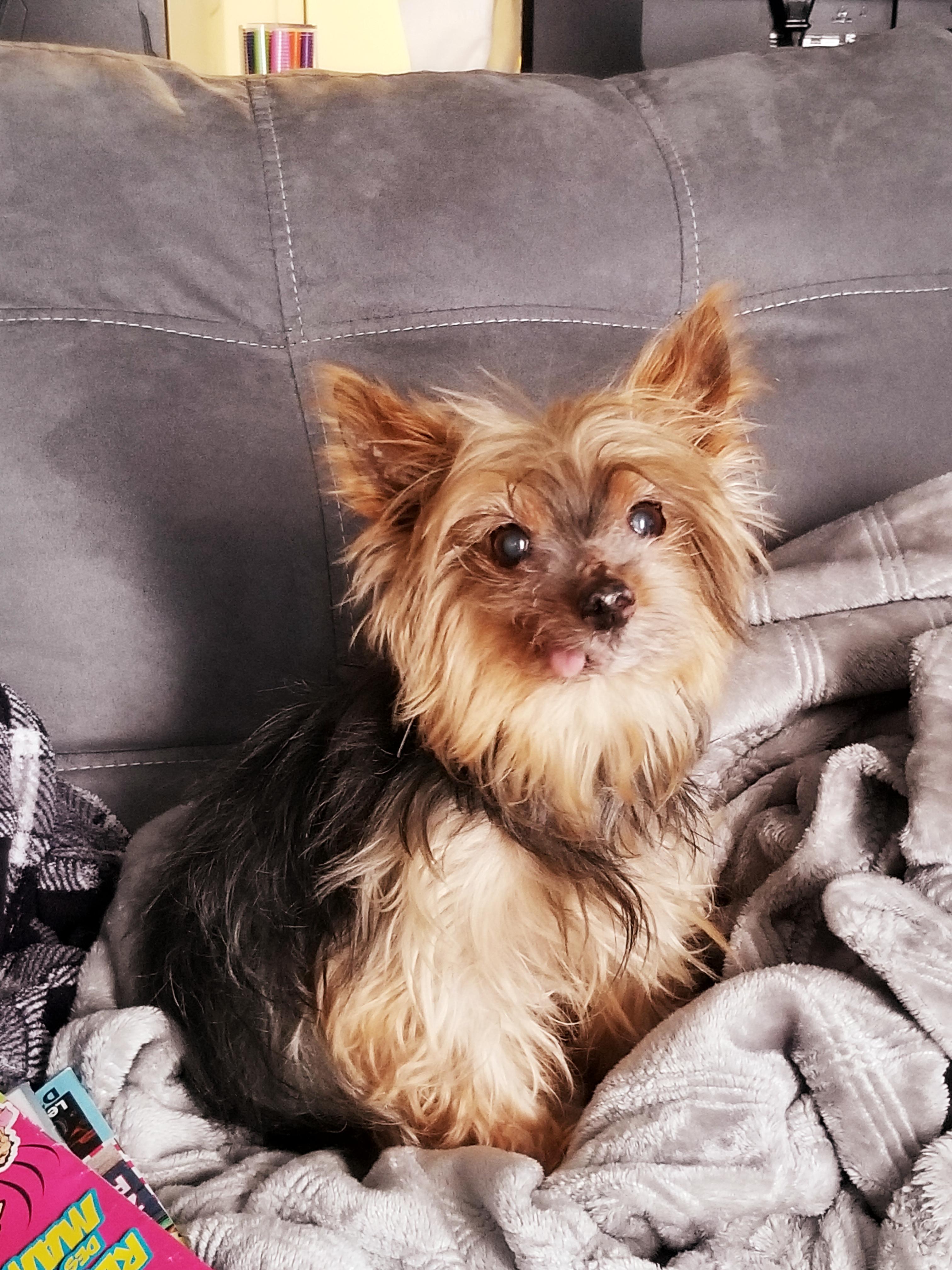 My derpy toothless 15 years old baby! | Scrolller