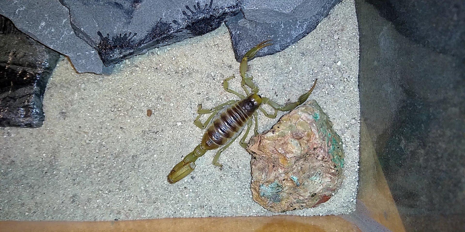 My desert hairy scorpion | Scrolller