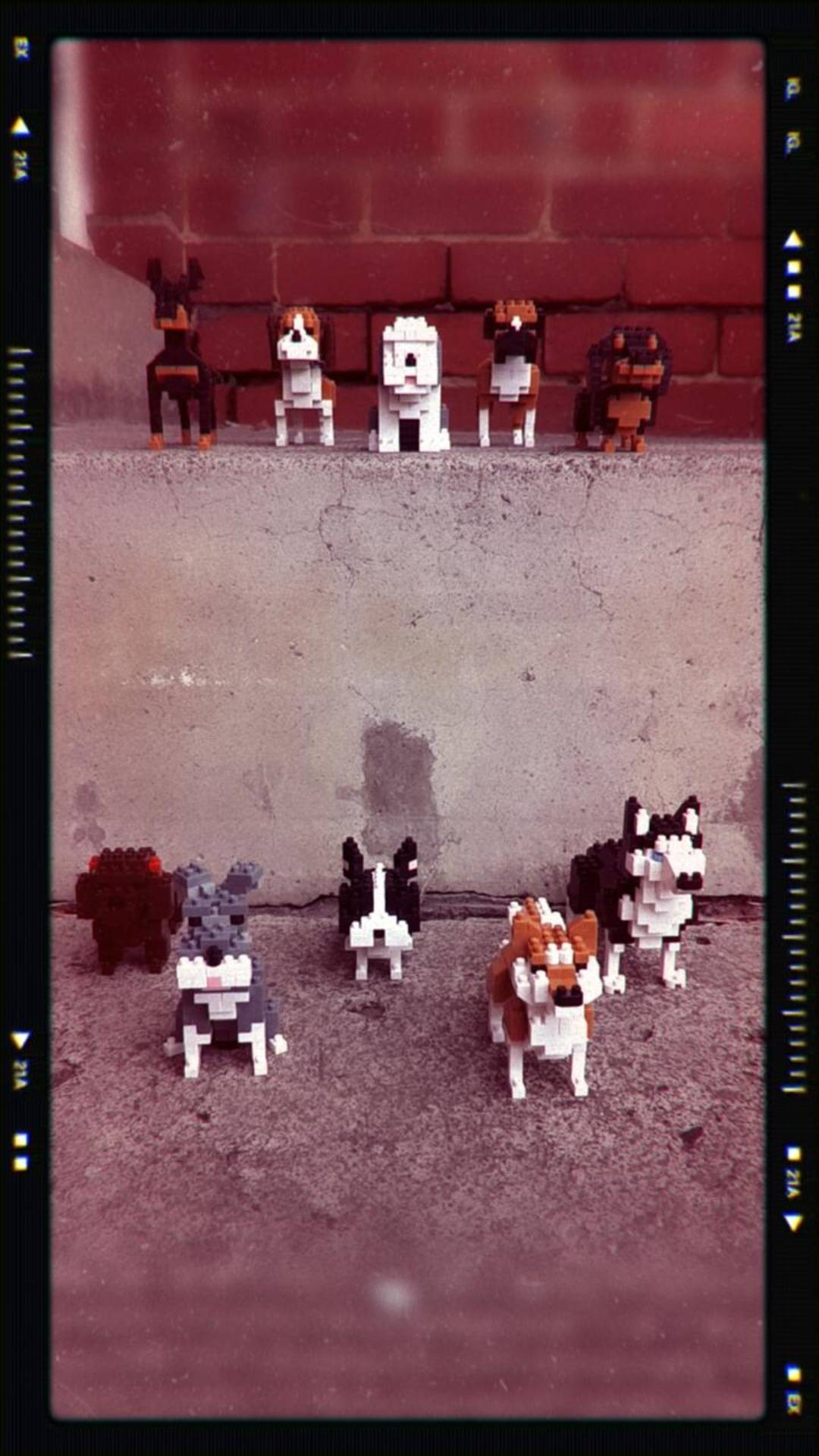 My dog collection🐕 | Scrolller