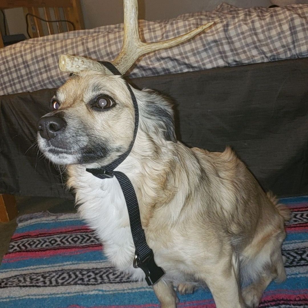 My dog looks like Max from the original grinch. I think that could be fun! | Scrolller