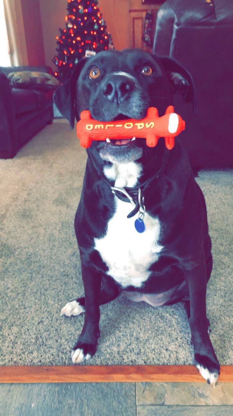 My dog loves her new Christmas present :) | Scrolller