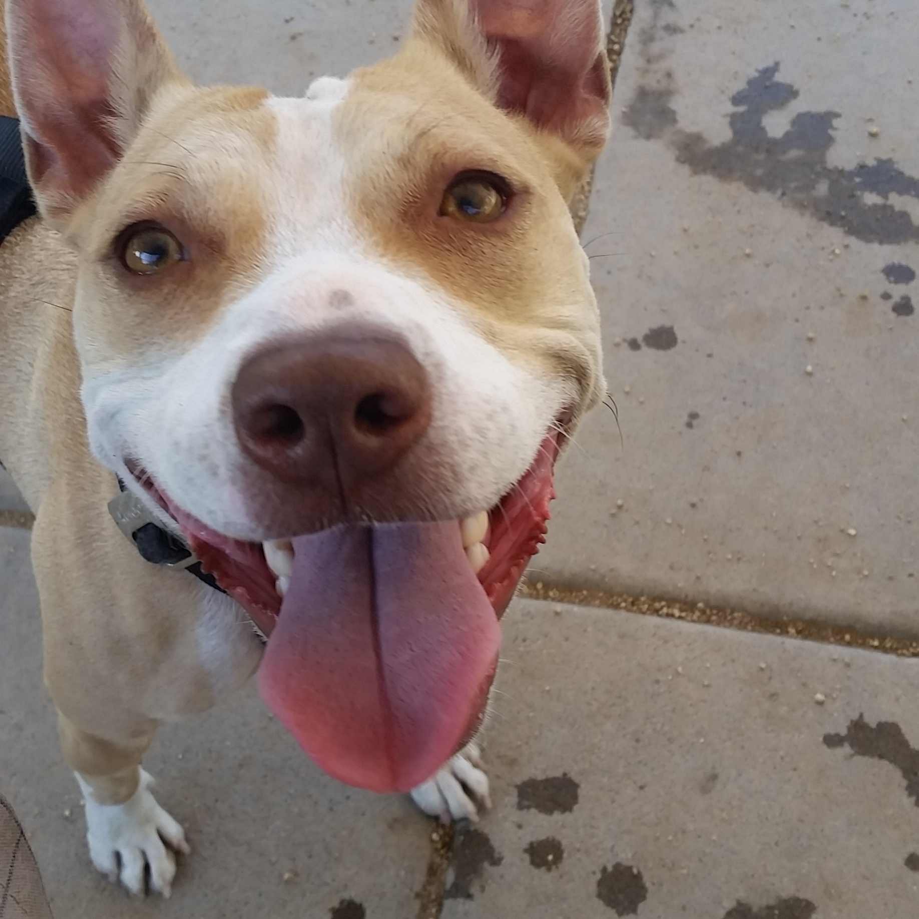 My dog Lu | Scrolller