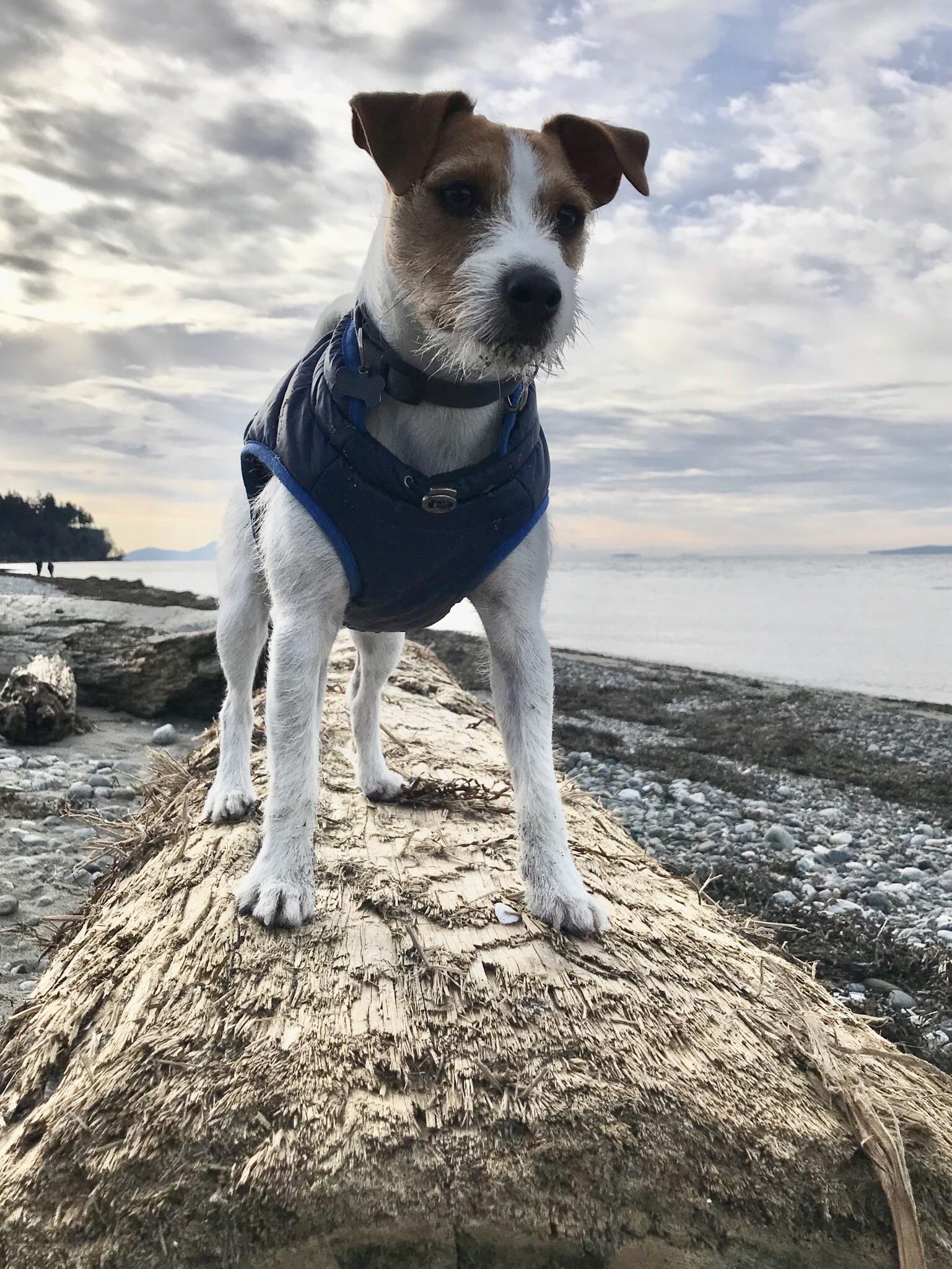 My dog on a log. | Scrolller