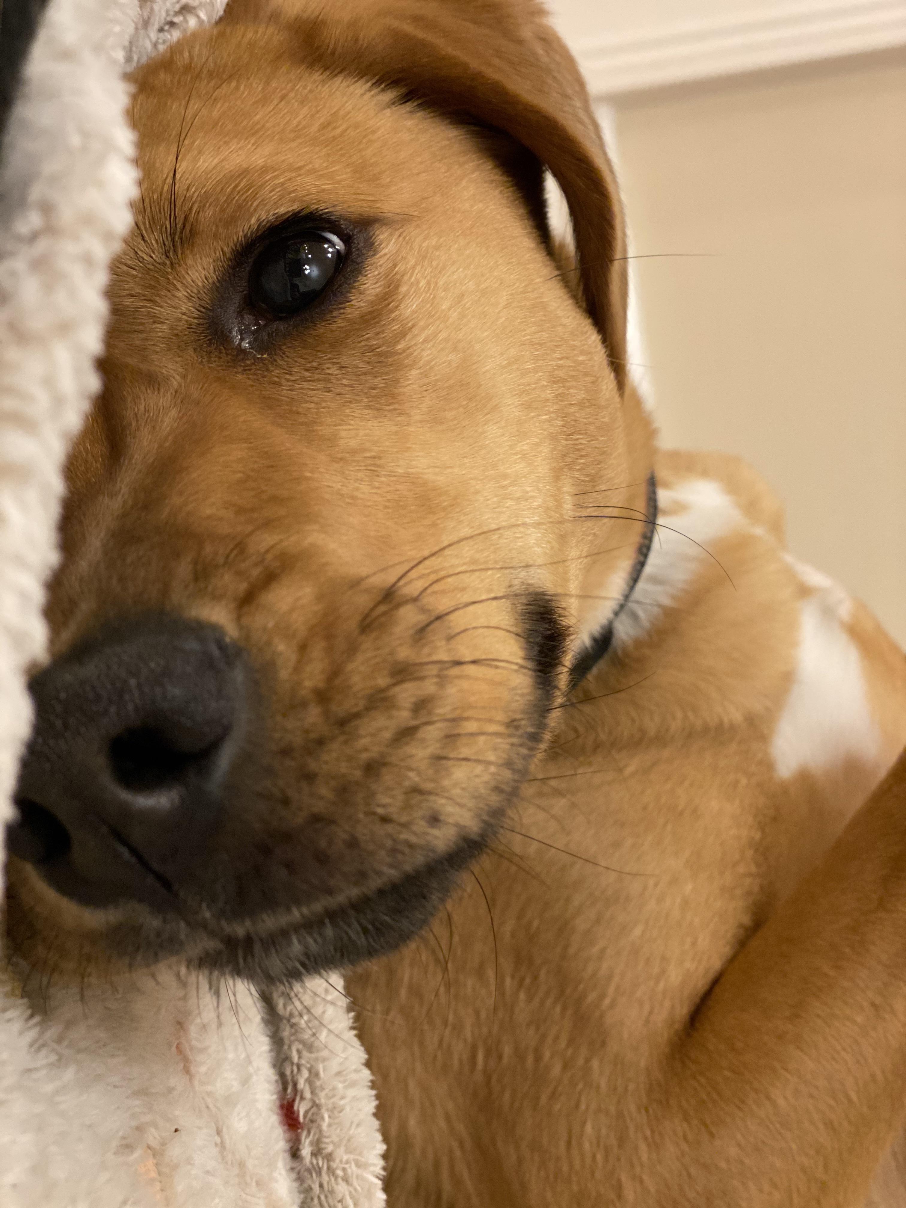 my doggo | Scrolller