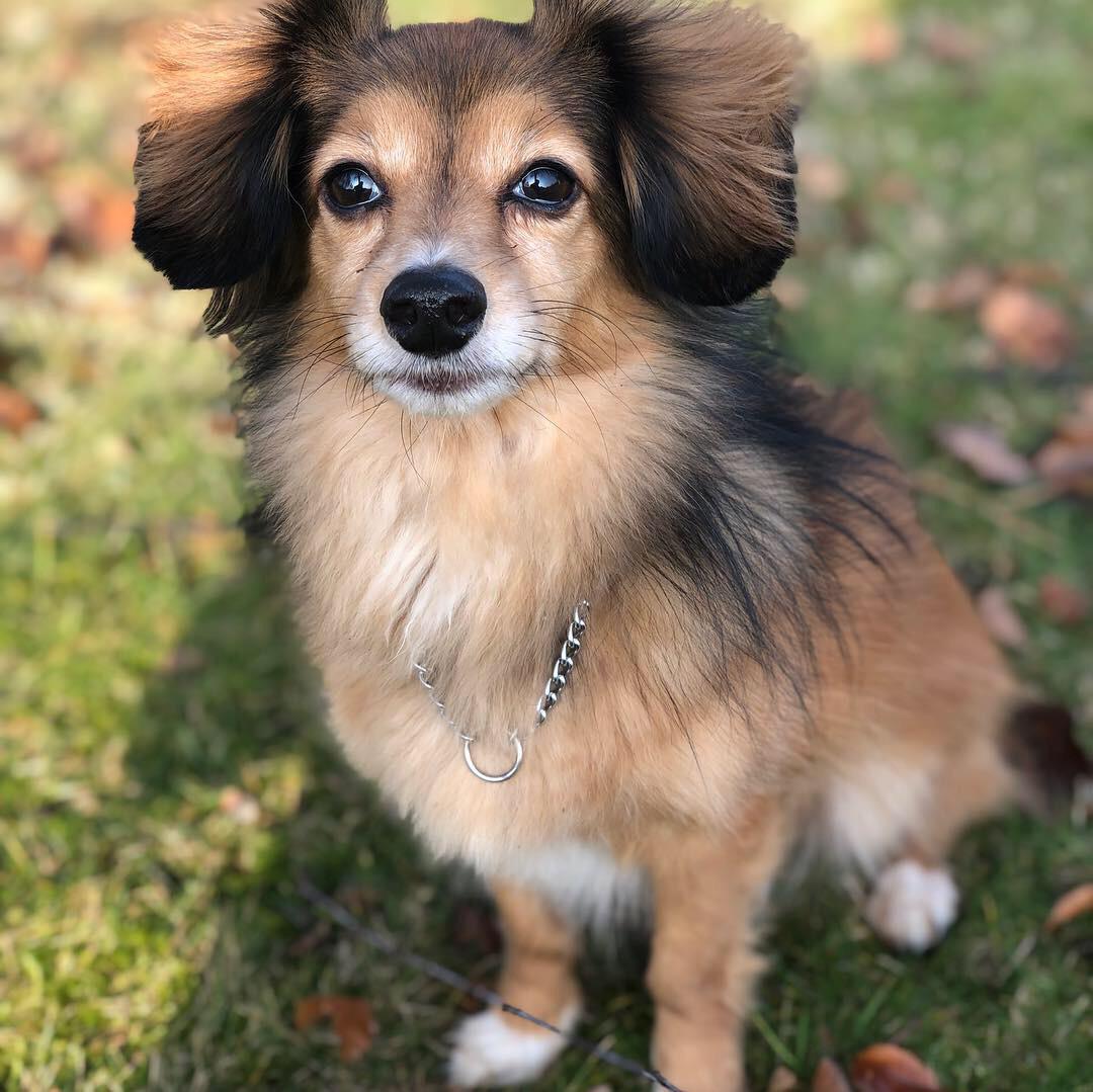 My doggo | Scrolller