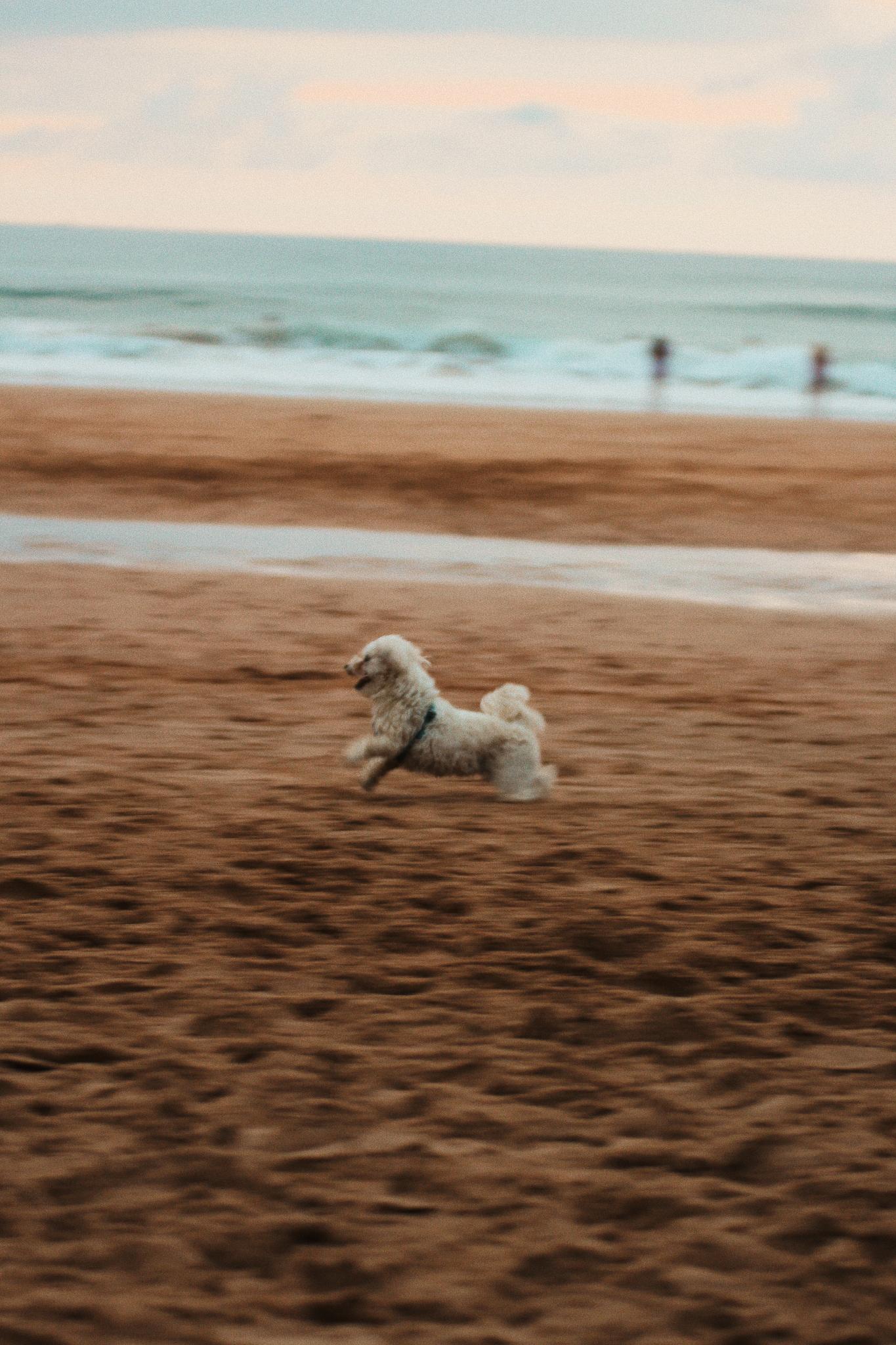 My dog's first time on the beach :) / Nikon D3200 / G8 Filter | Scrolller
