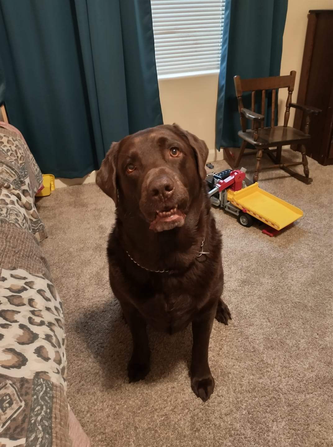 My dog's response to me asking him if he farted (which he definitely did, btw) 🤣 | Scrolller