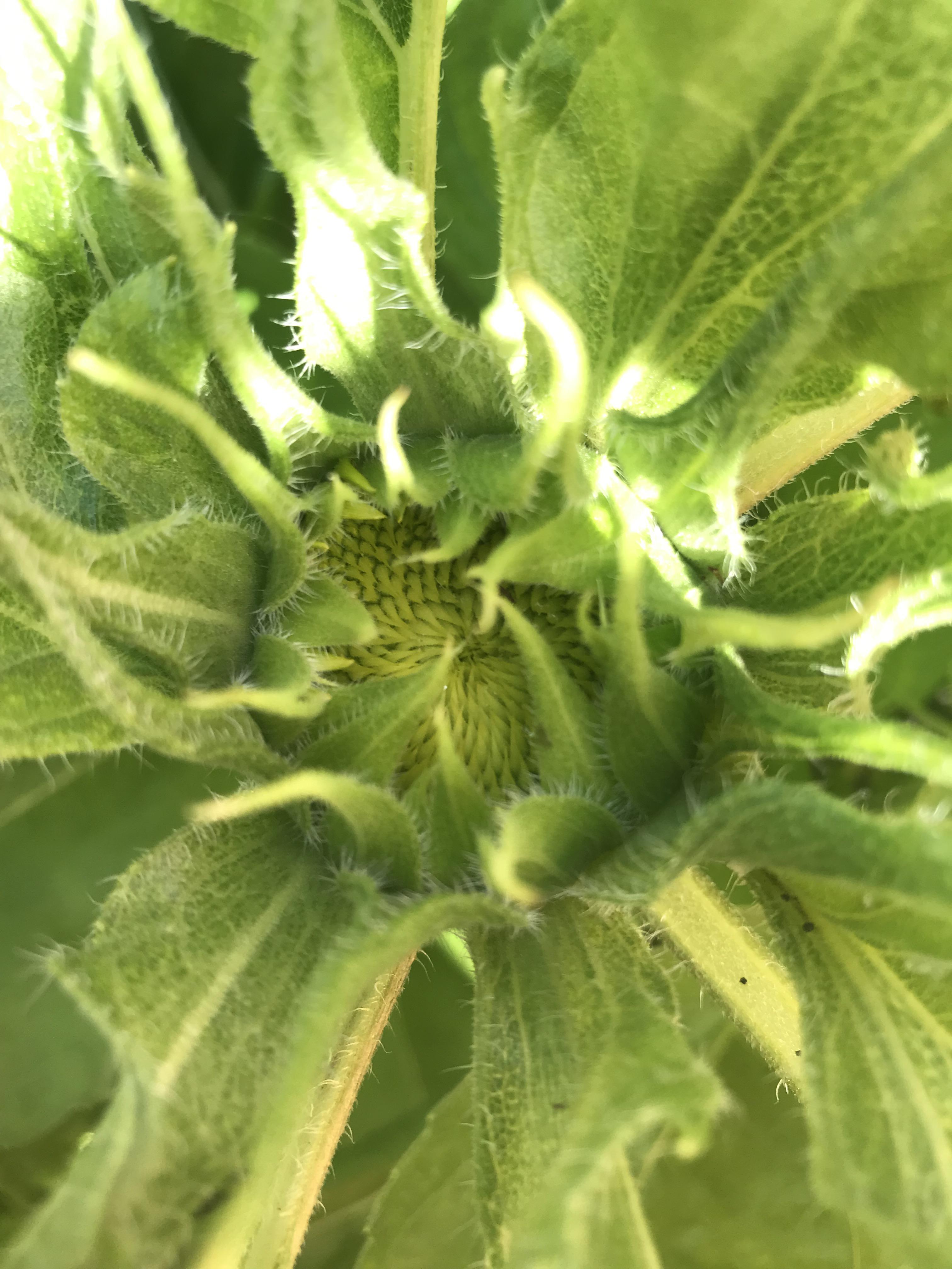 My dwarf teddybears are finally showing some yellow! I cannot wait to ...