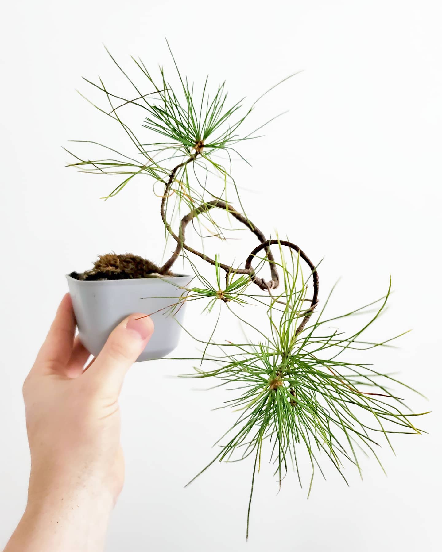 My Eastern White Pine Bonsai | Scrolller