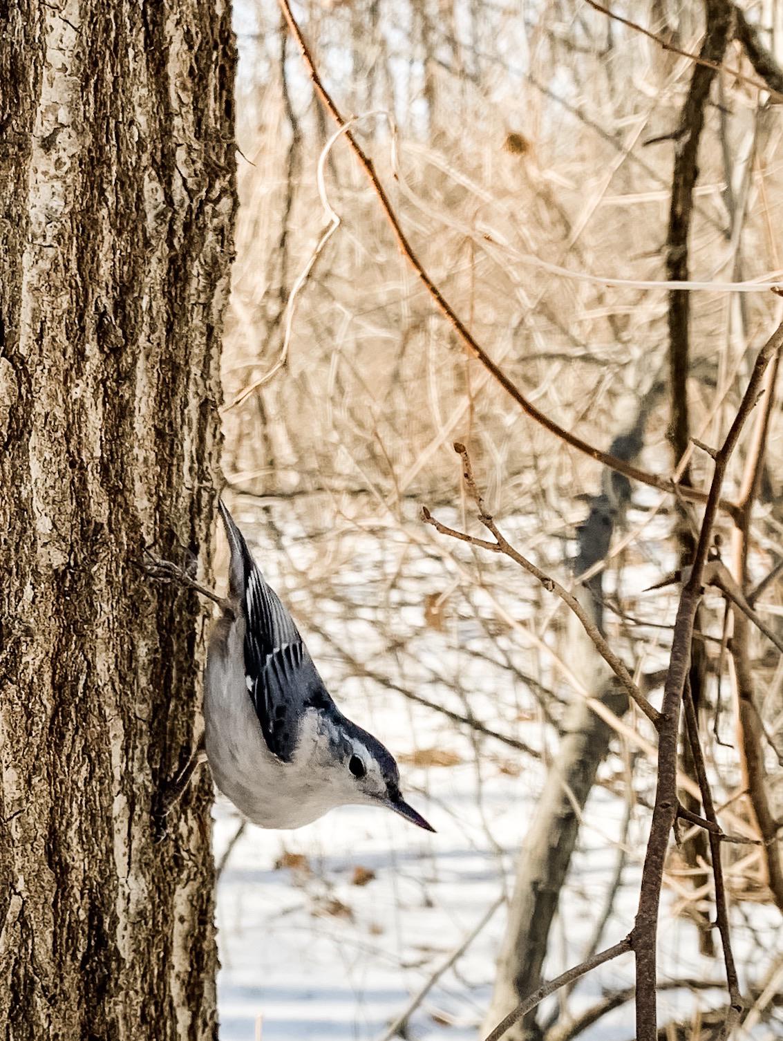 my favorite backyard bird! | Scrolller