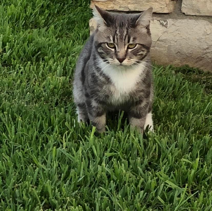 My favorite stray taking a pee on my lawn | Scrolller
