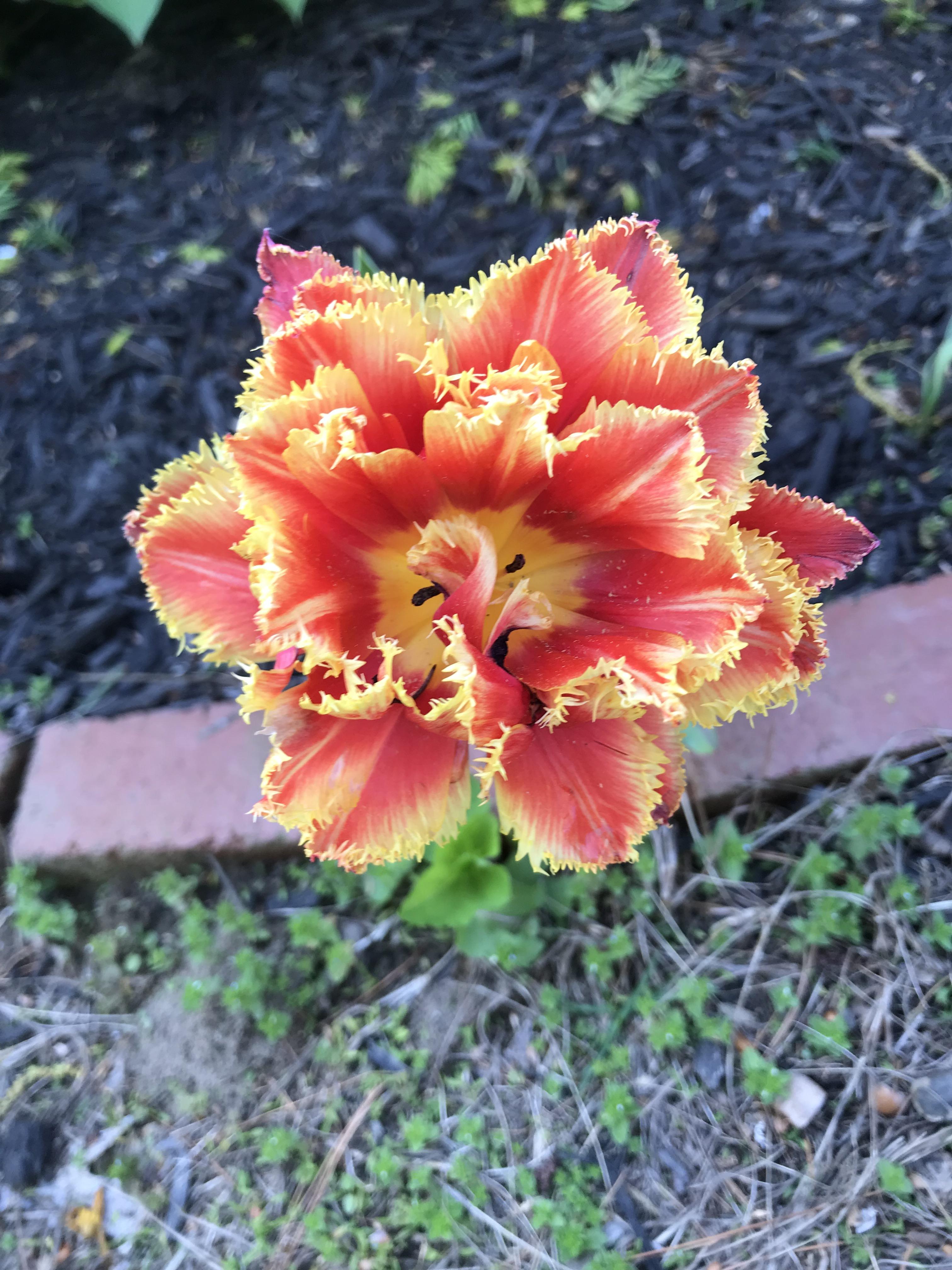 My favorite tulip | Scrolller