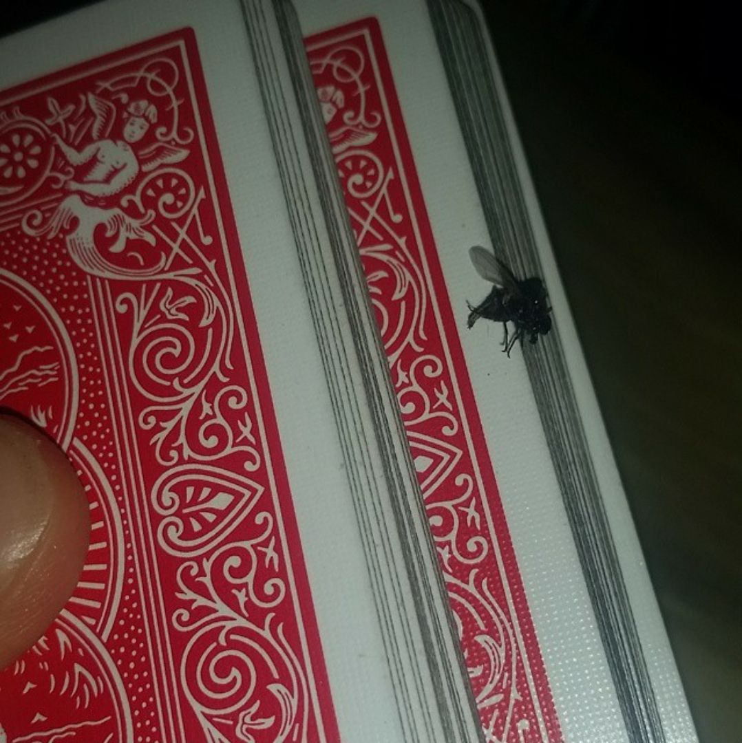 My favorite way to stop flies = Charlier cut | Scrolller