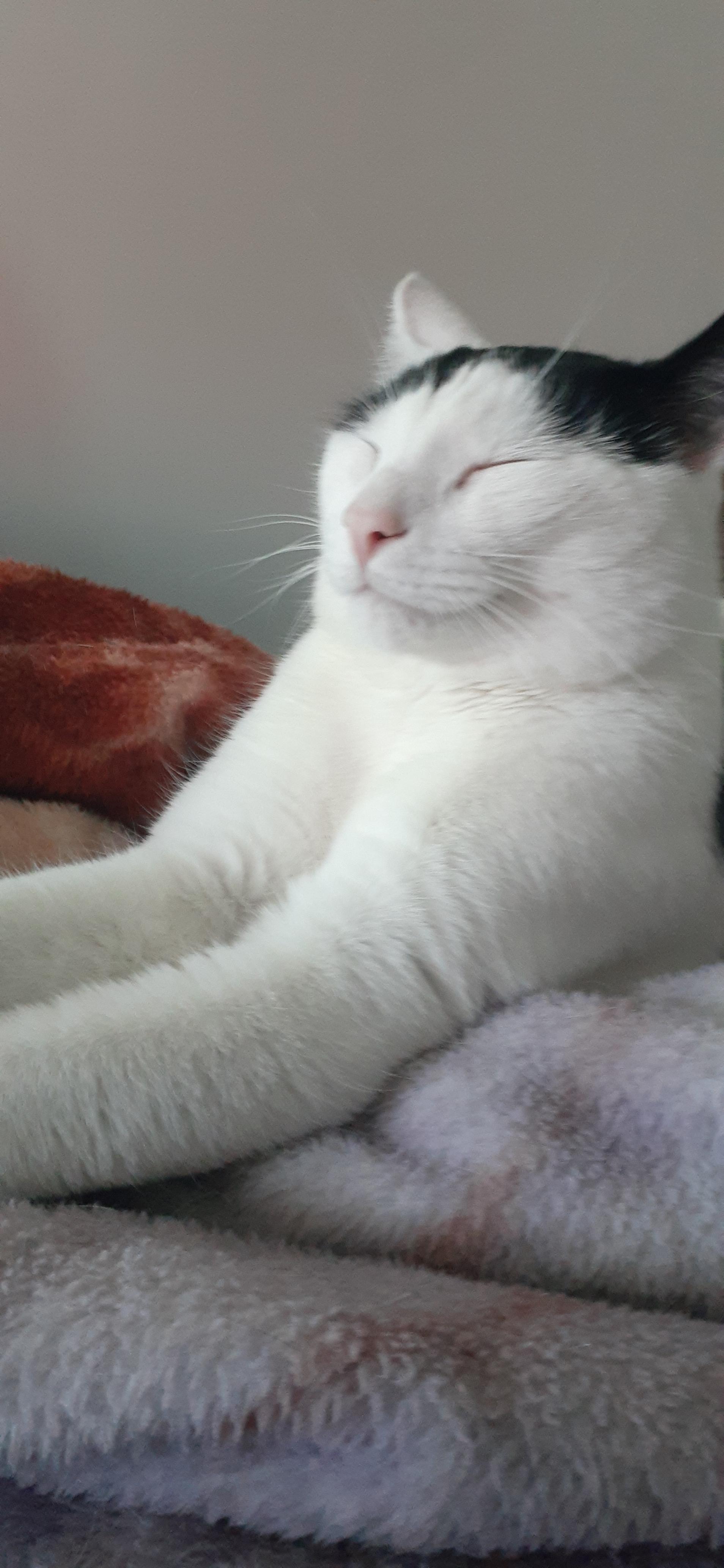 My favourite dude. Sphynx pose. | Scrolller