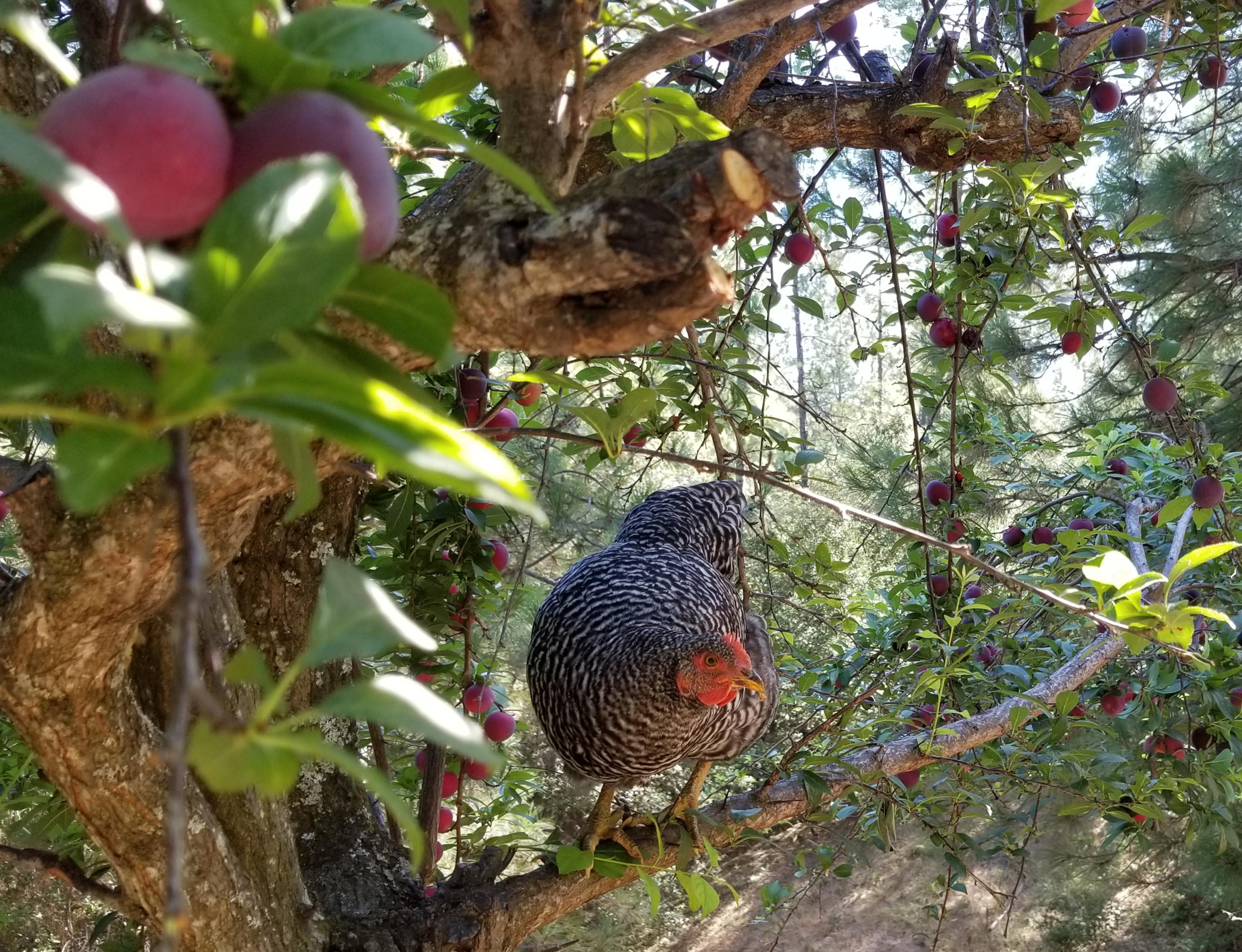 My favourite girl in plum heaven! | Scrolller