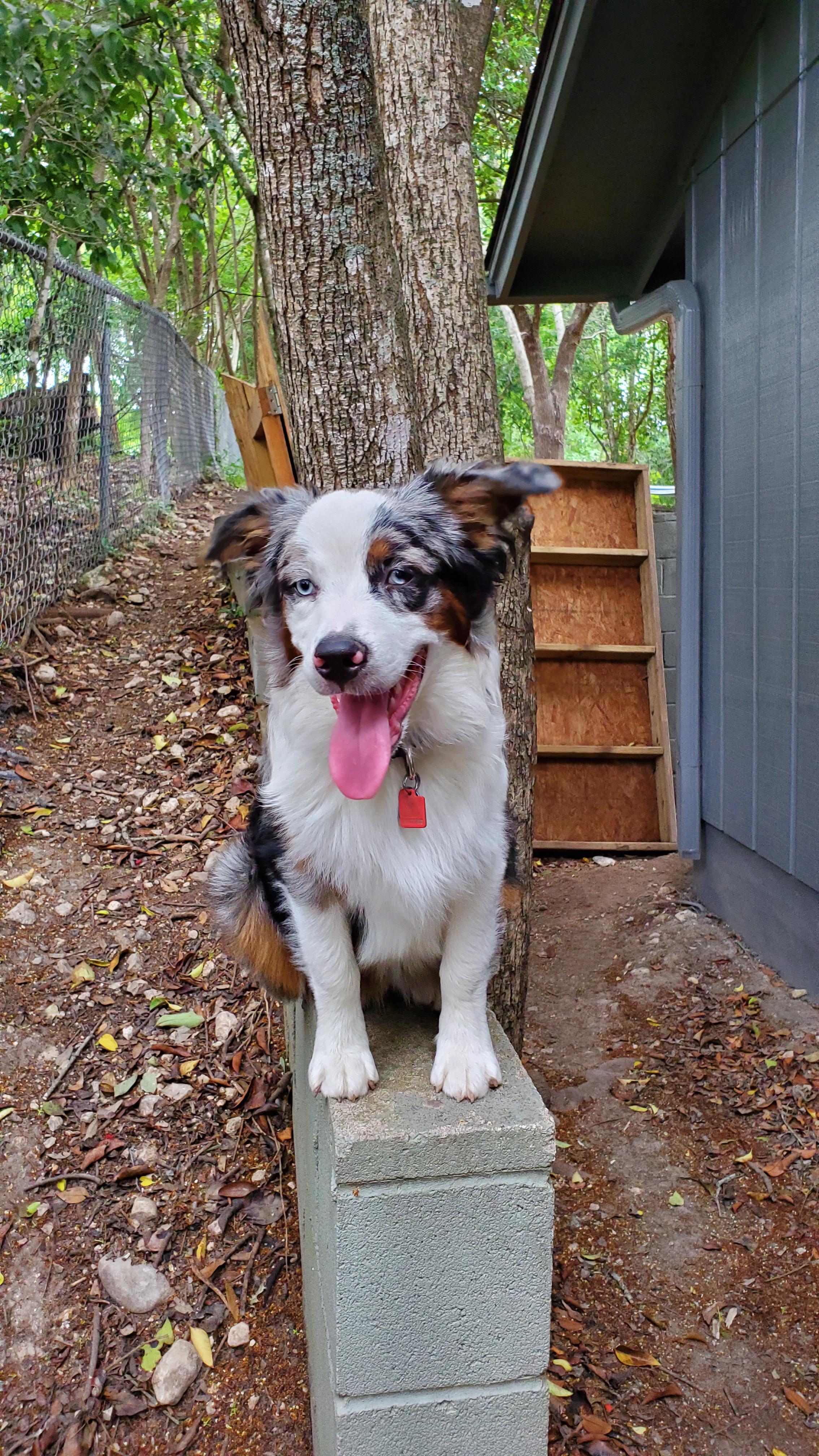 My first aussie! | Scrolller