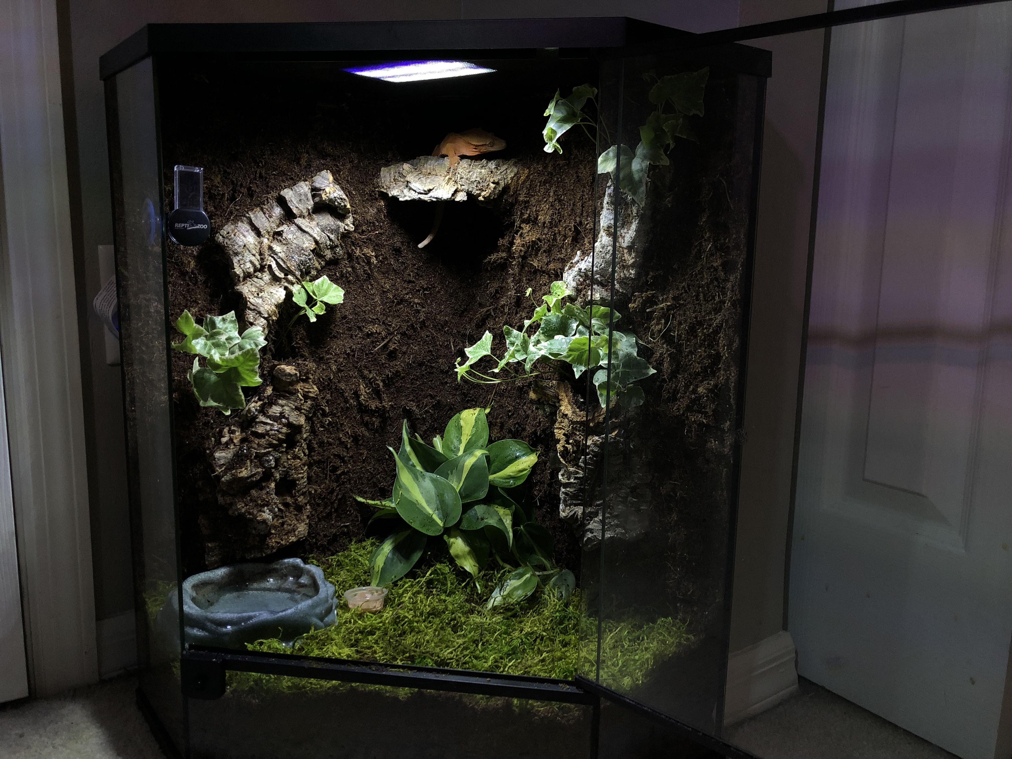 my first bioactive setup | Scrolller