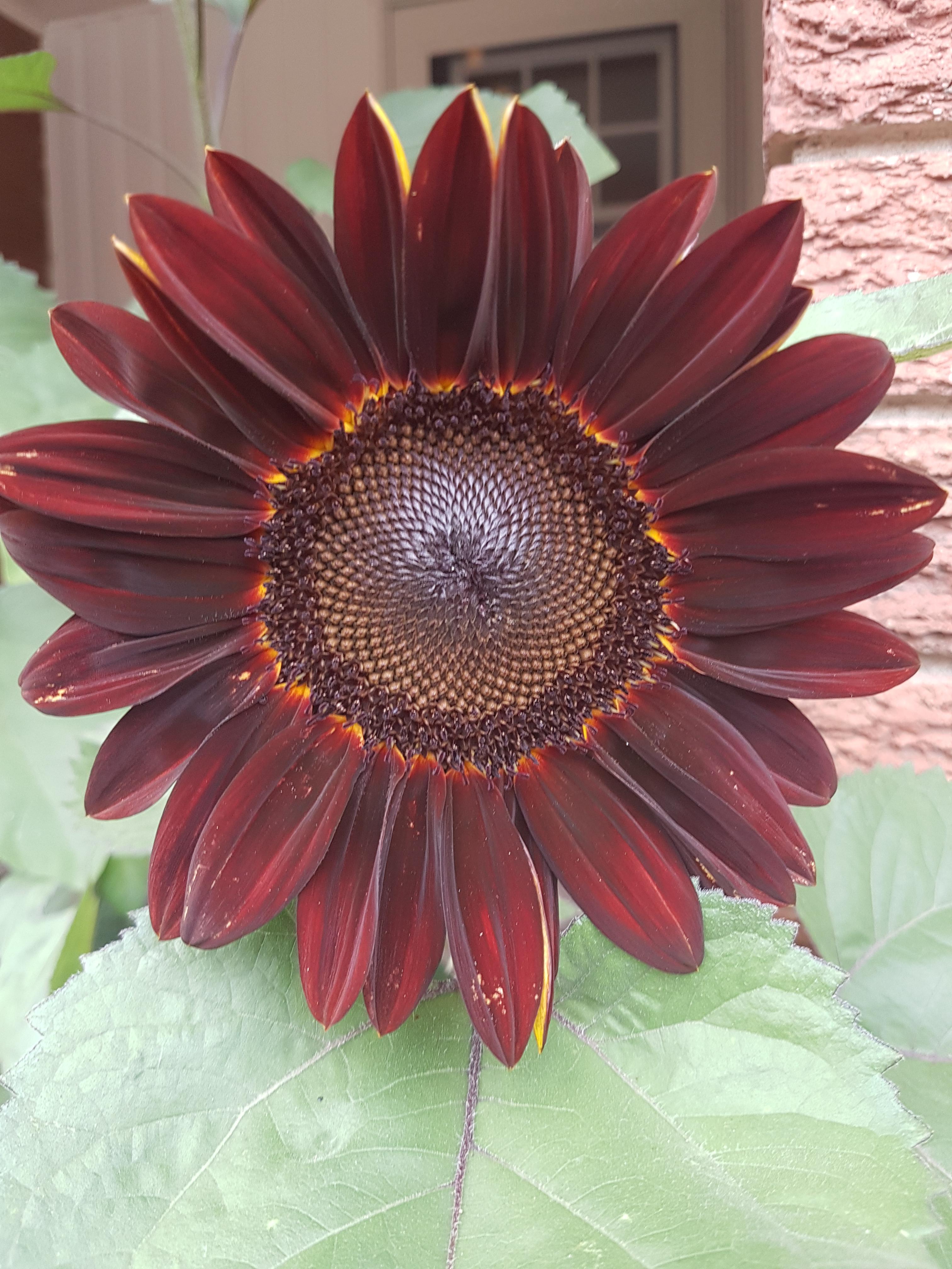 My first bloom. I'm in love with the colour | Scrolller