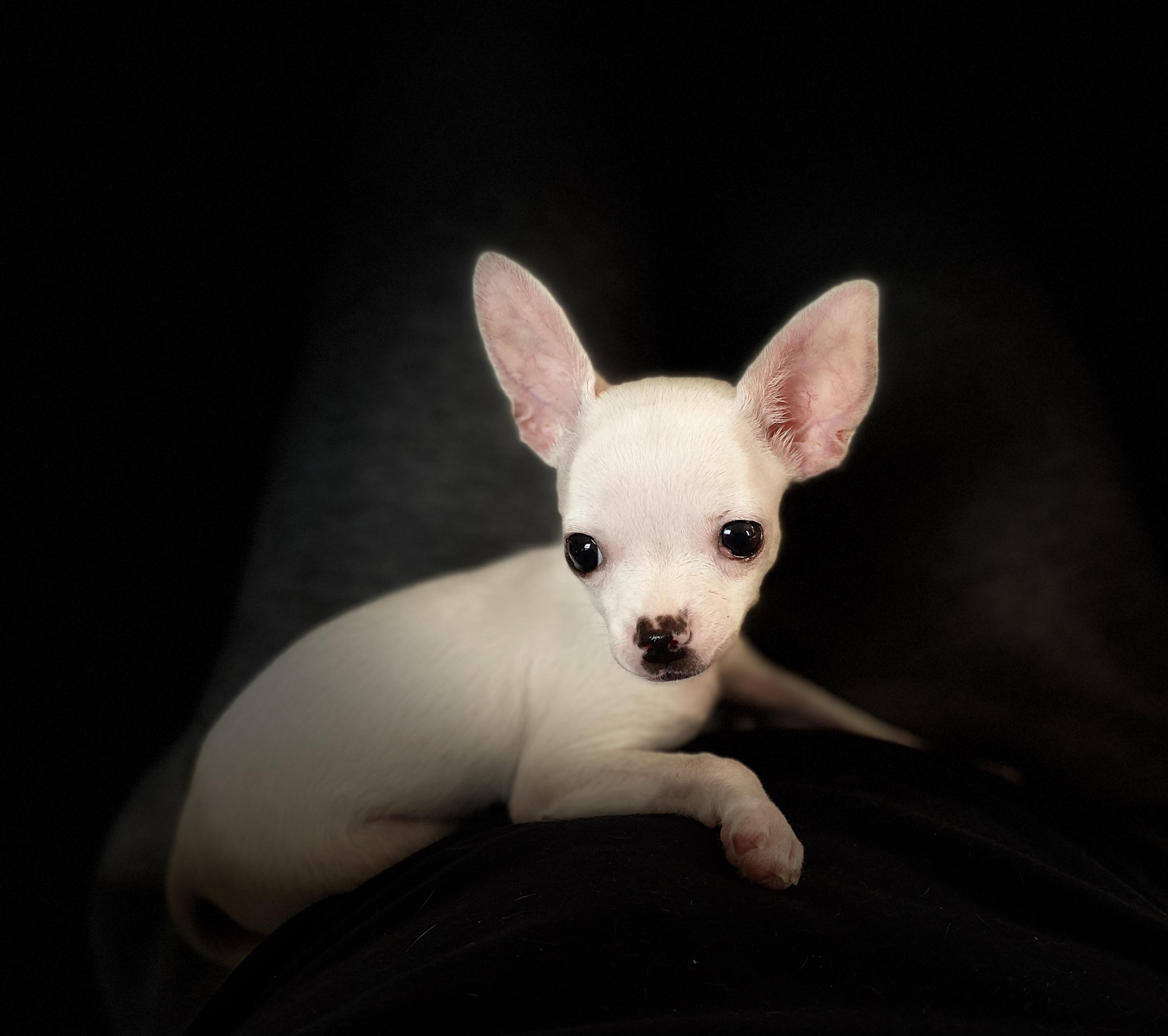 My first Chihuahua. Everyone meet Casper! | Scrolller