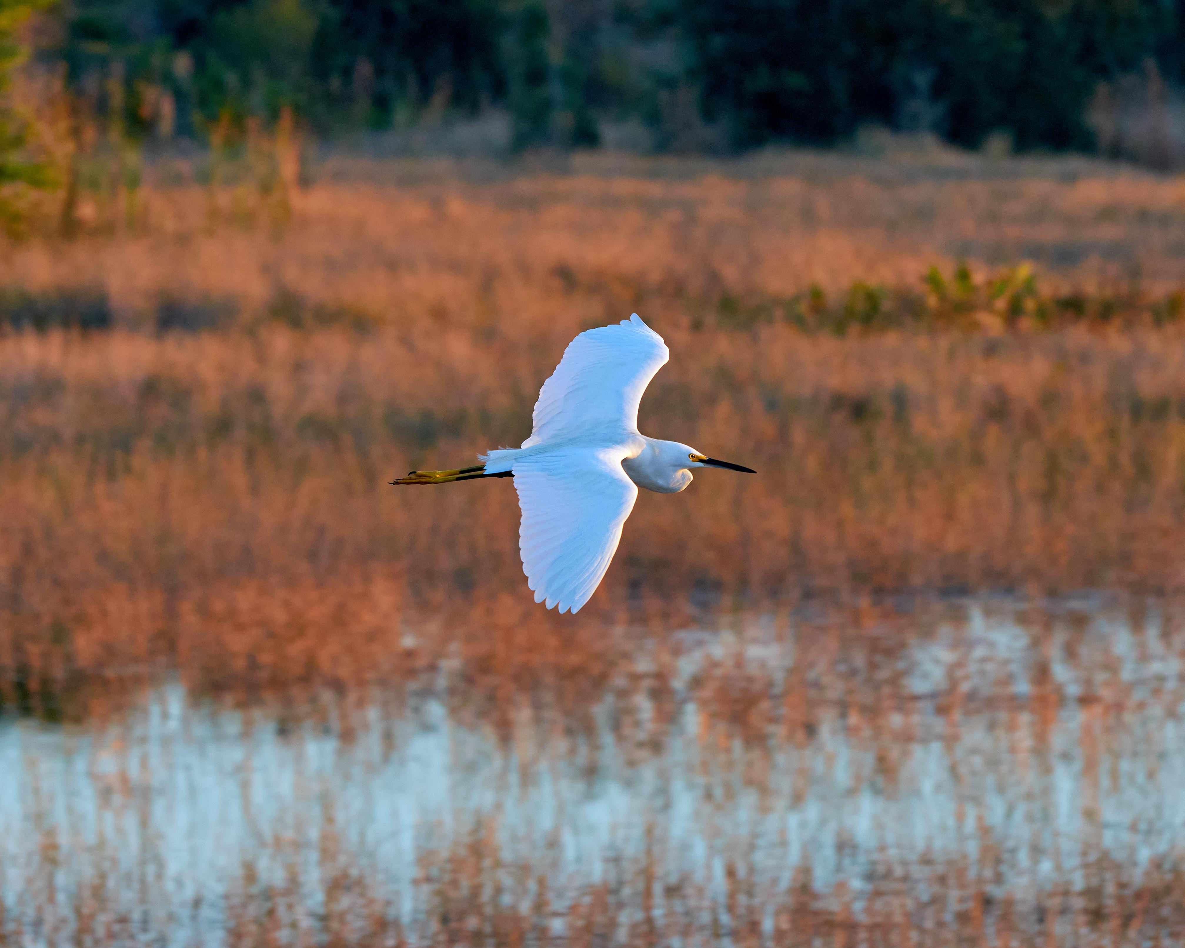 My first decent BIF D3400 70-300 VR | Scrolller