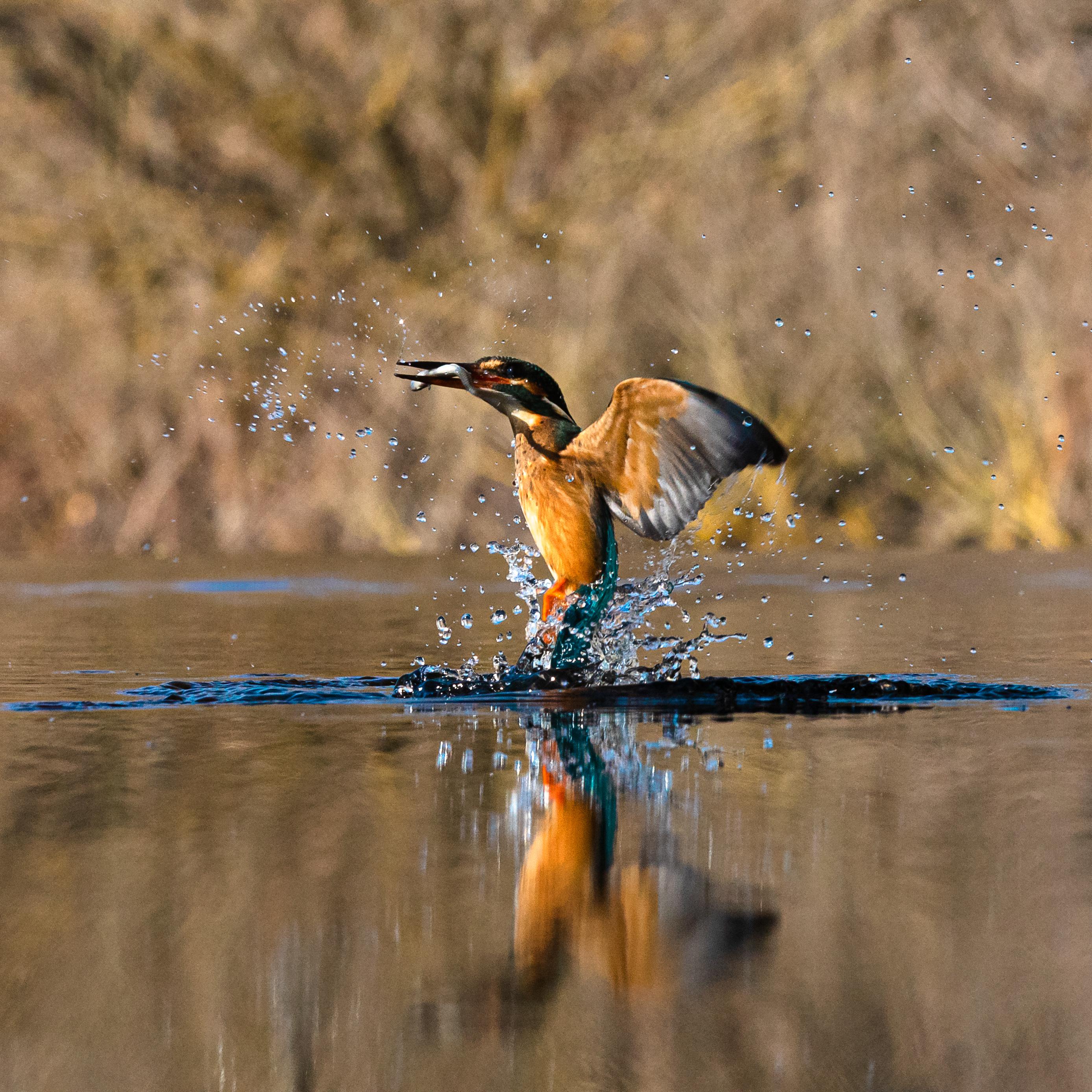 My first encounter with a King Fisher | Scrolller