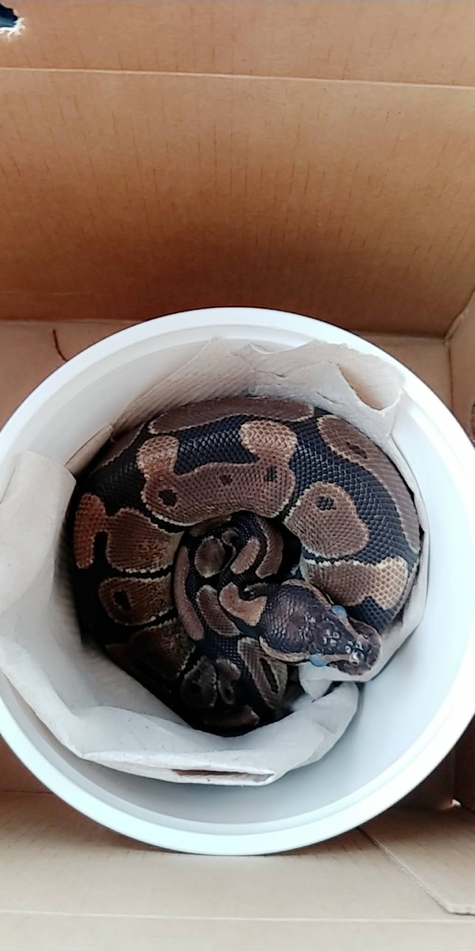 My first good boy | Scrolller