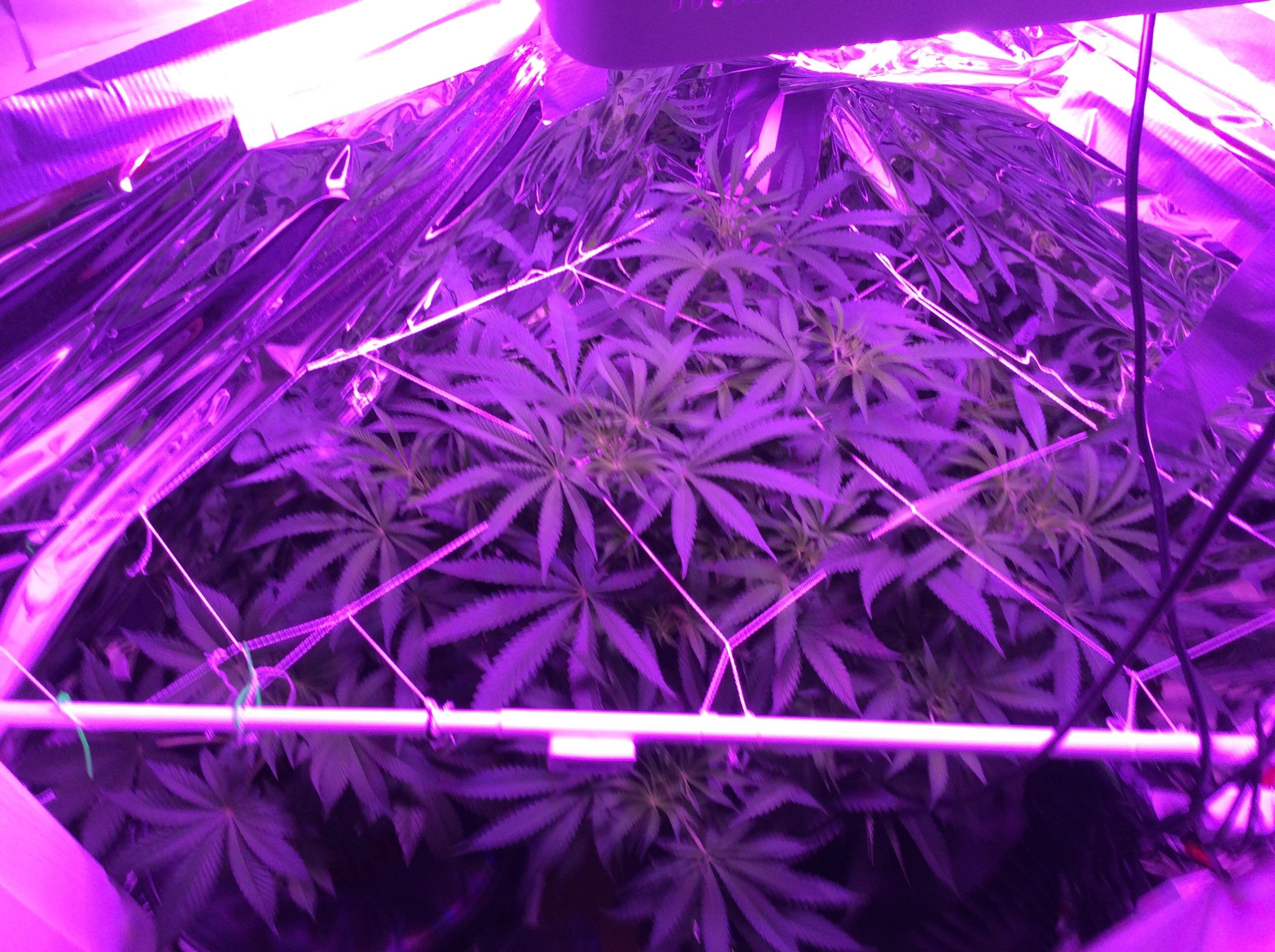 My first grow S.A.G.E | Scrolller