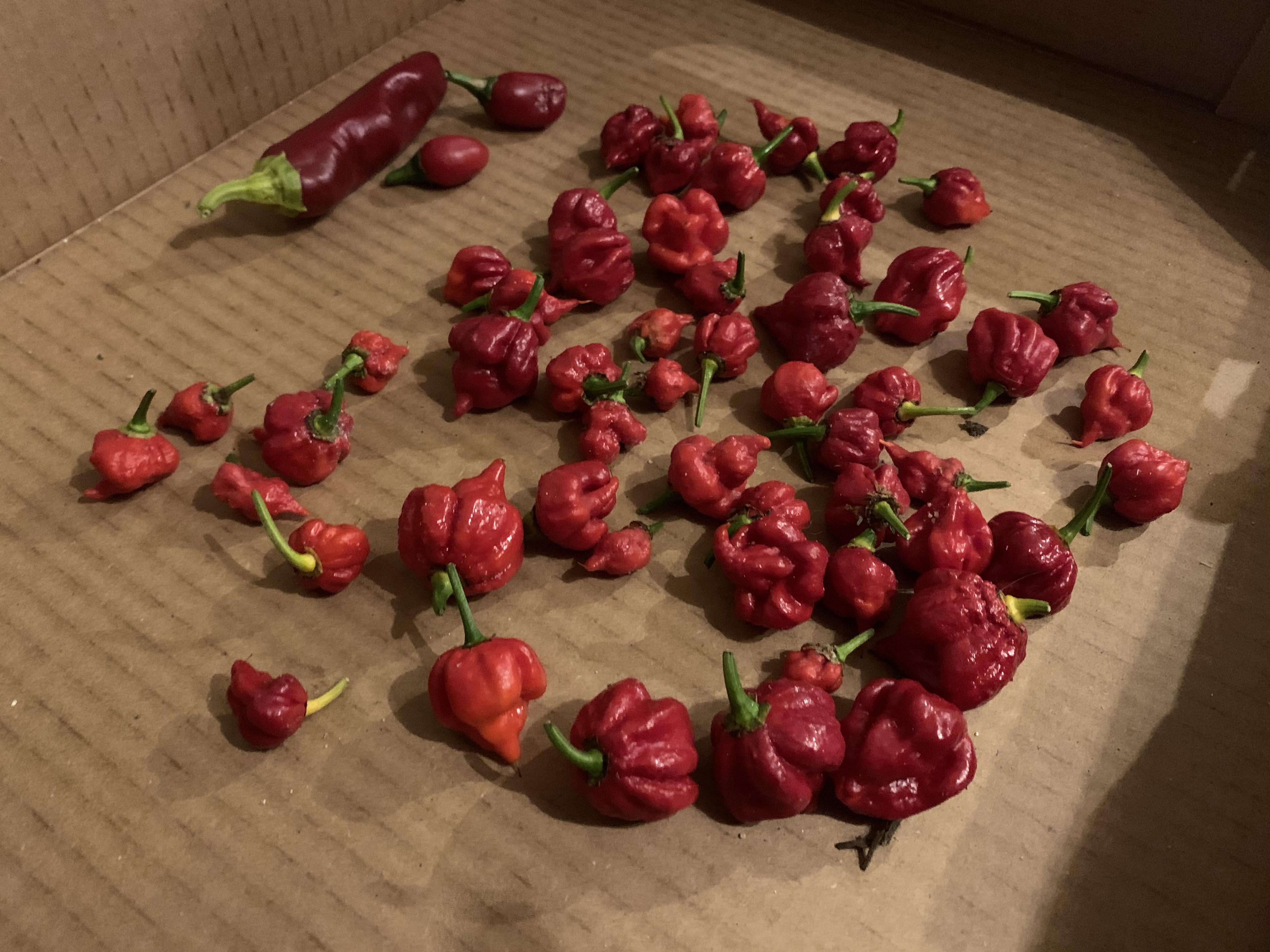 My first harvest of Trinidad Scorpions | Scrolller