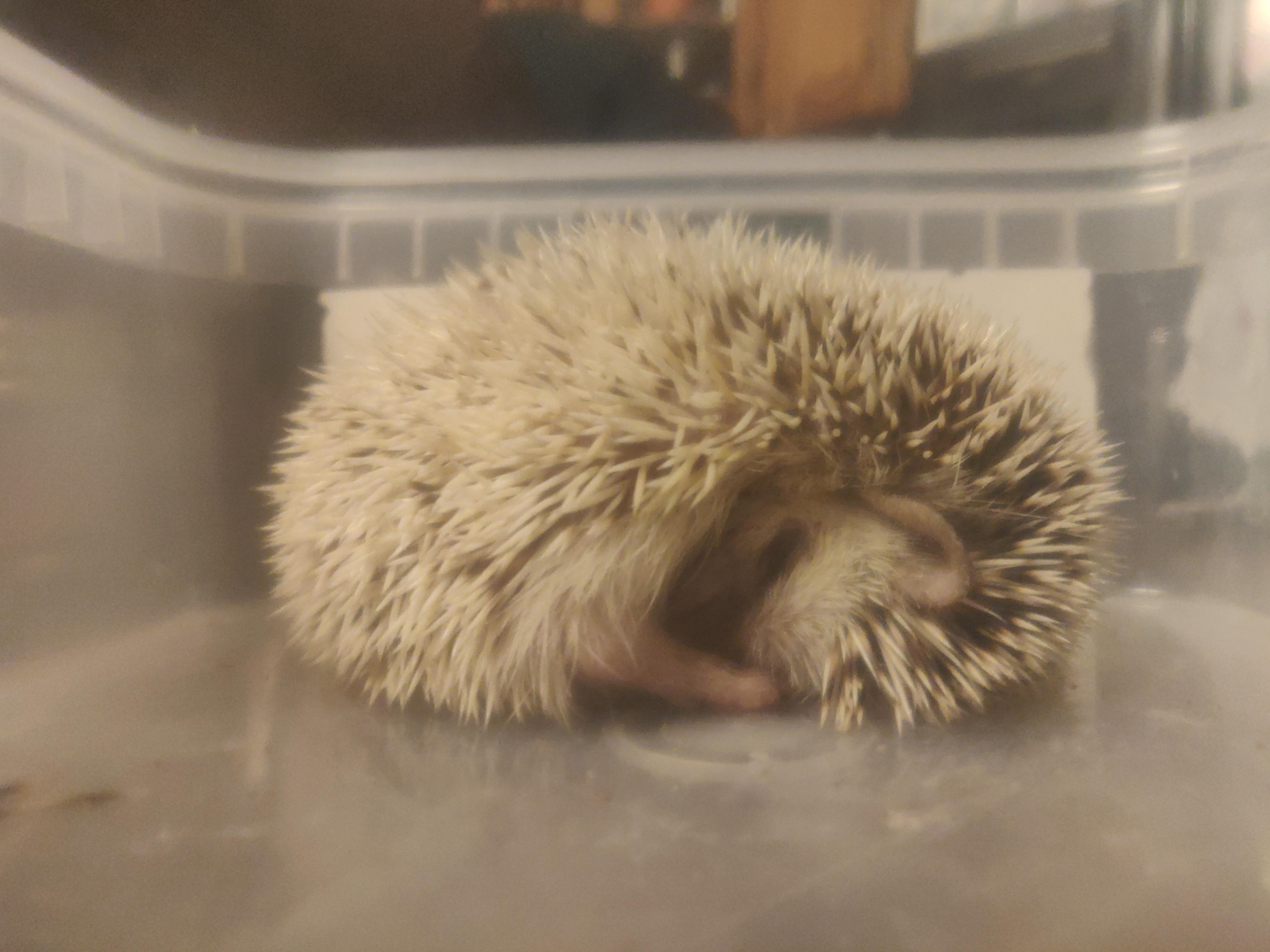 My first hedgehog, Uni, sleeping in her tub. Miss her. | Scrolller
