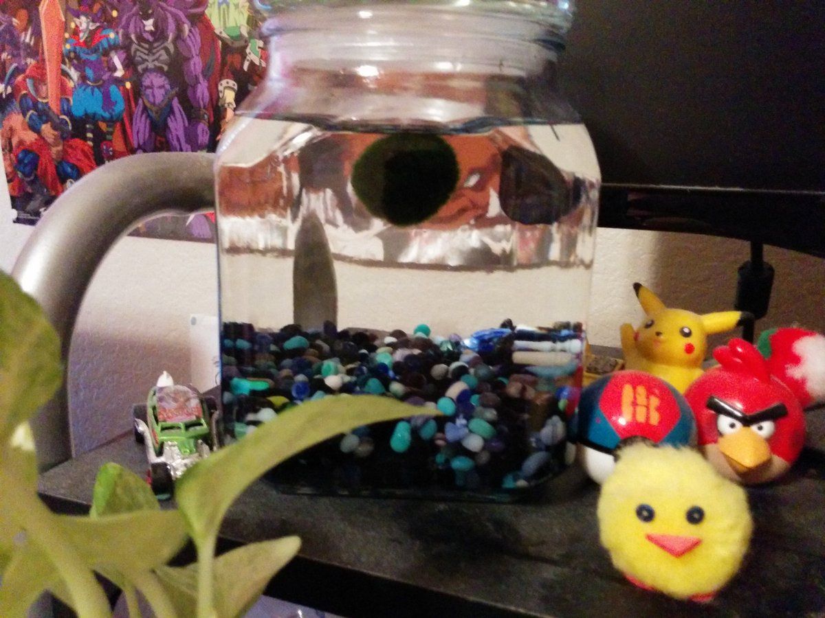 My first marimo... I named him Maru. Decorating ideas/care advice please? | Scrolller