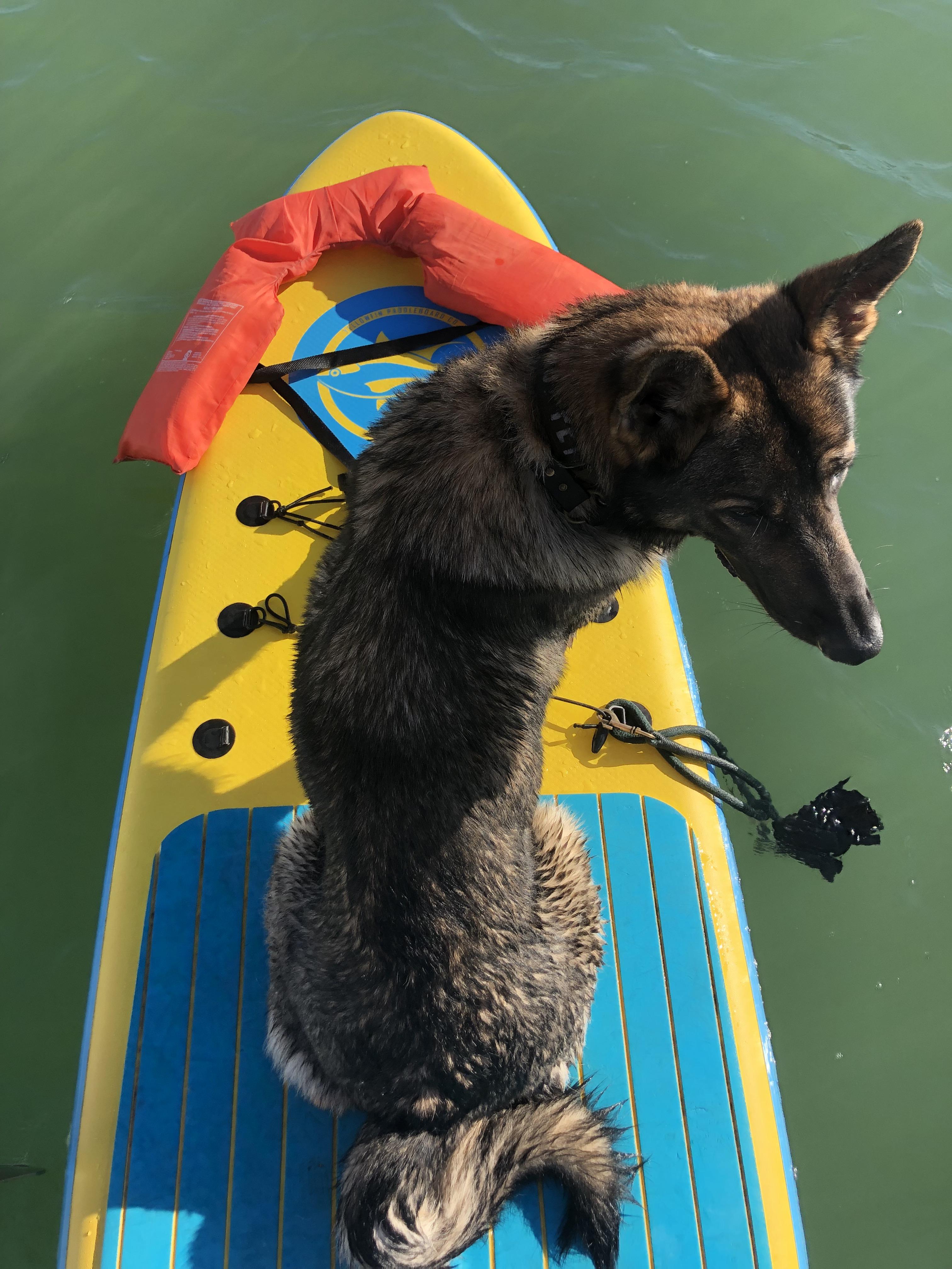 Discover more like Germanshepherds: my first mate and Related Content | Scrolller