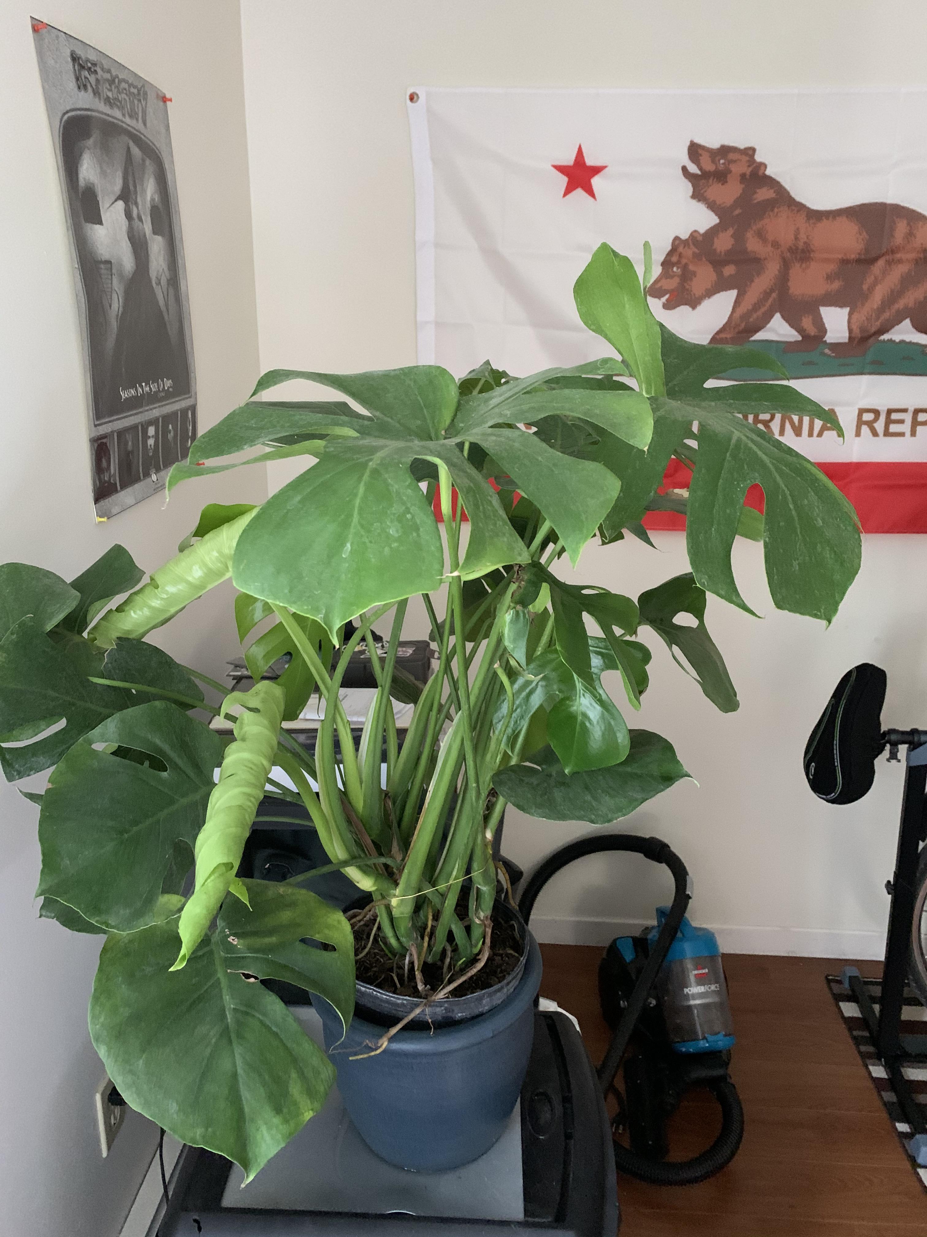 My first Monstera | Scrolller