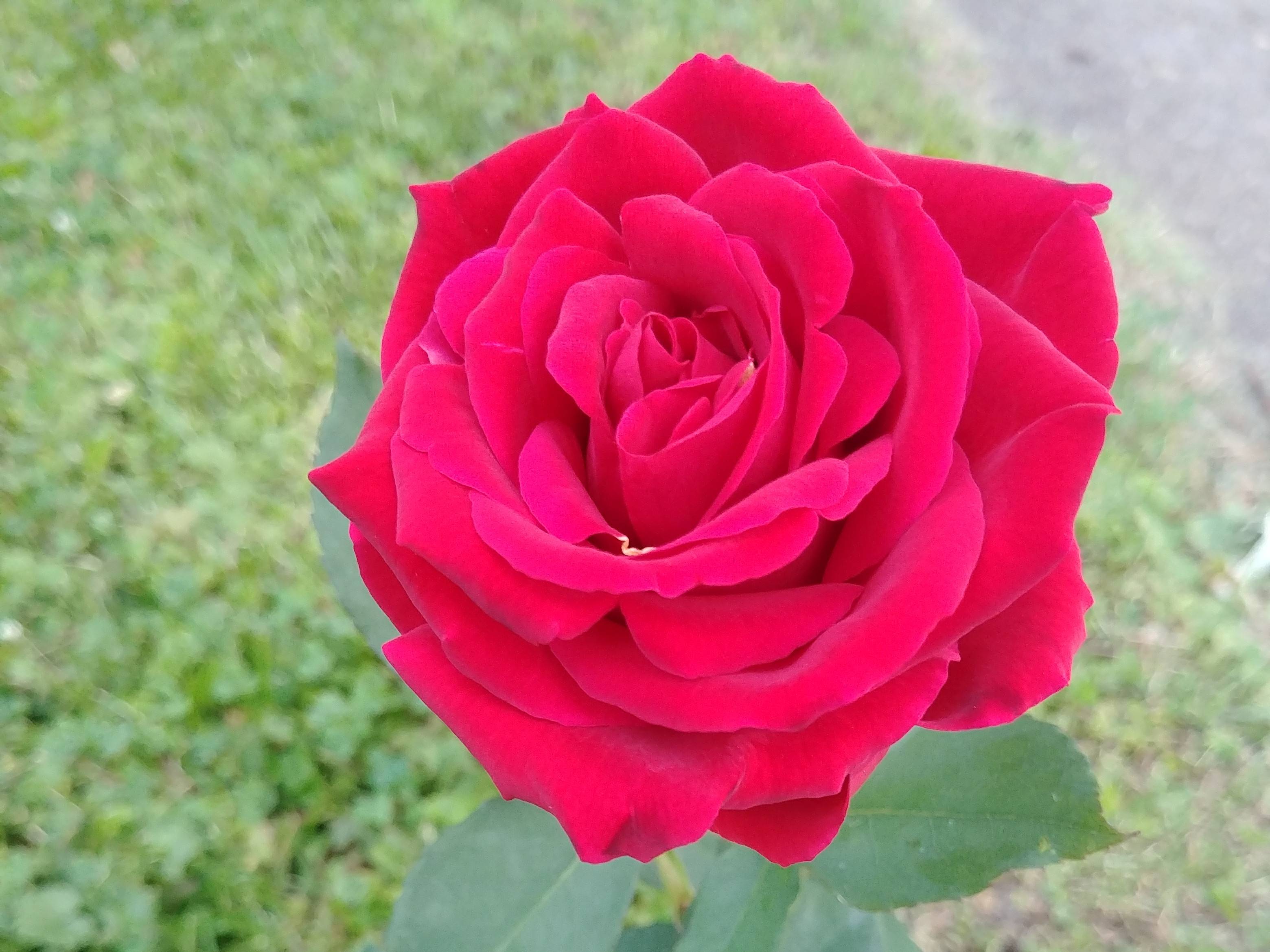 My first Mr. Lincoln bloom | Scrolller