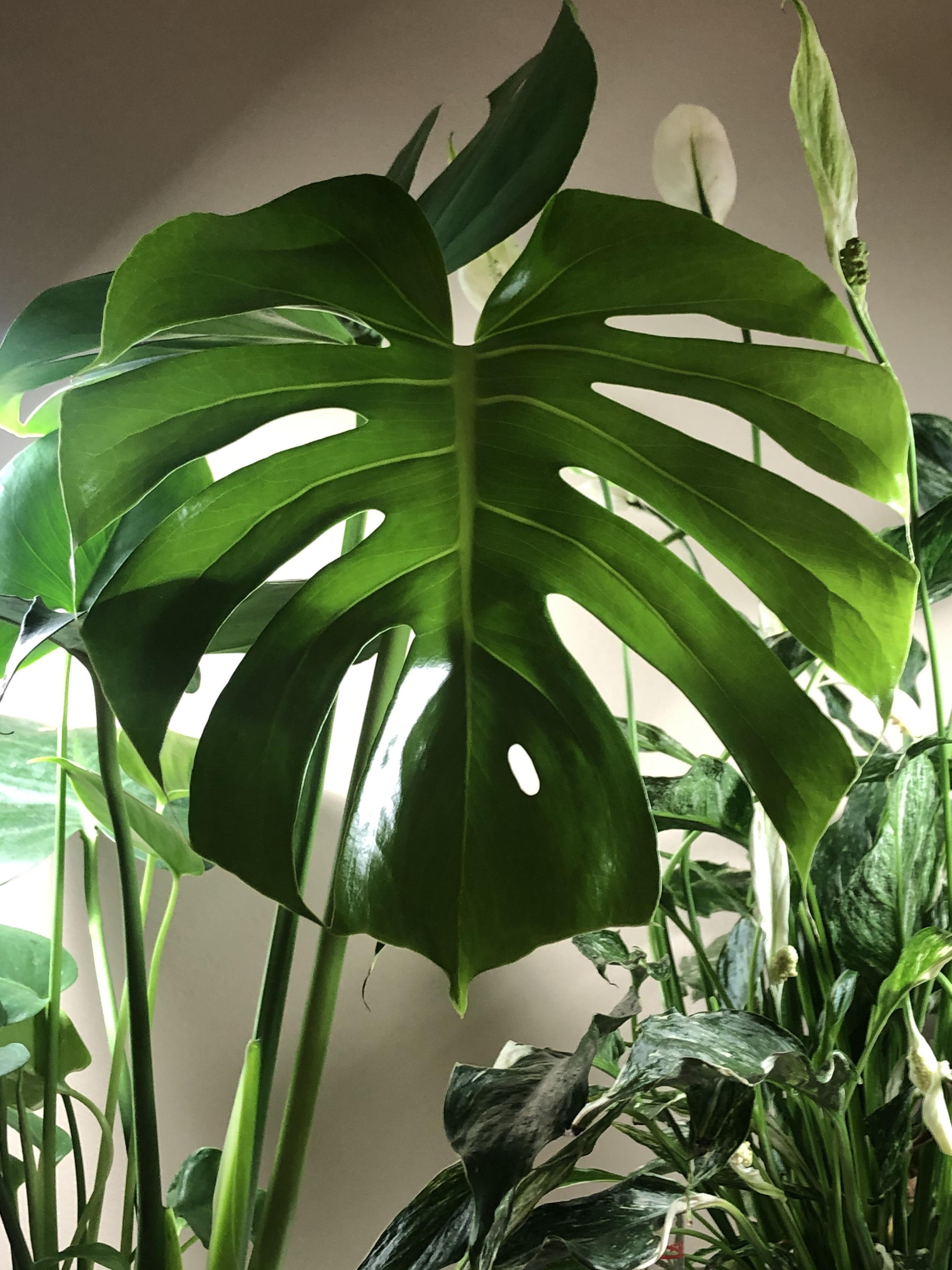 My first new leaf | Scrolller