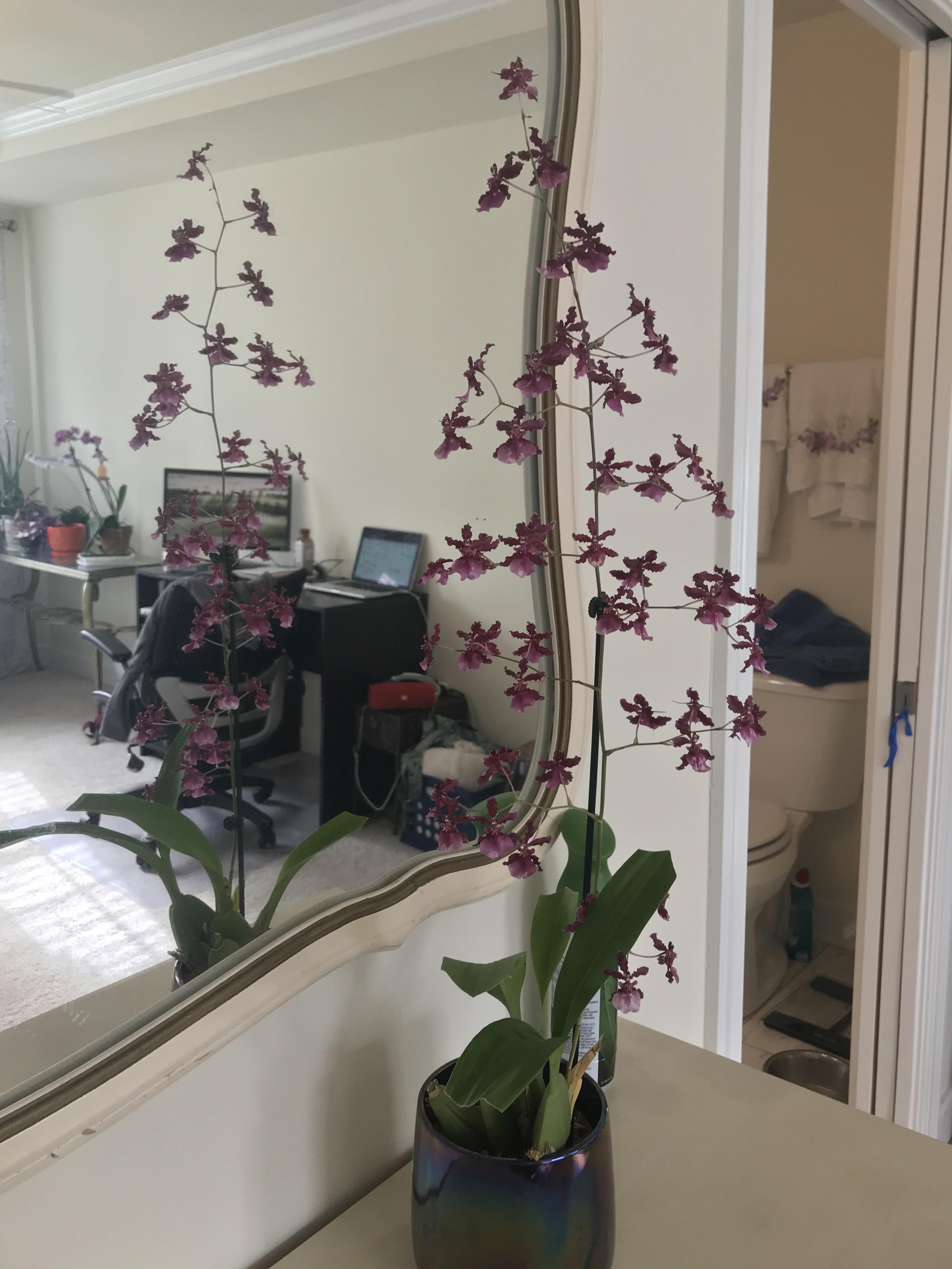 My first non-grocery store orchid! | Scrolller