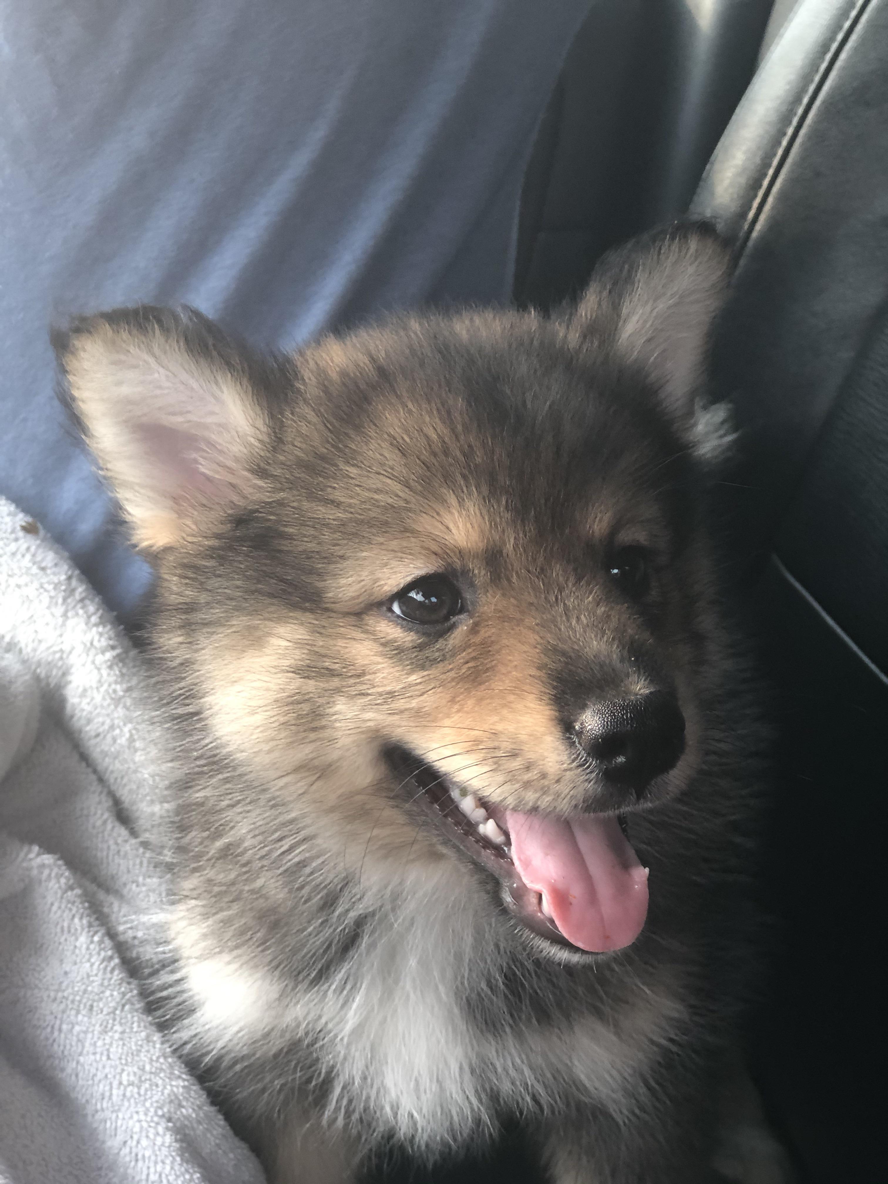 My first Pomsky😍 | Scrolller