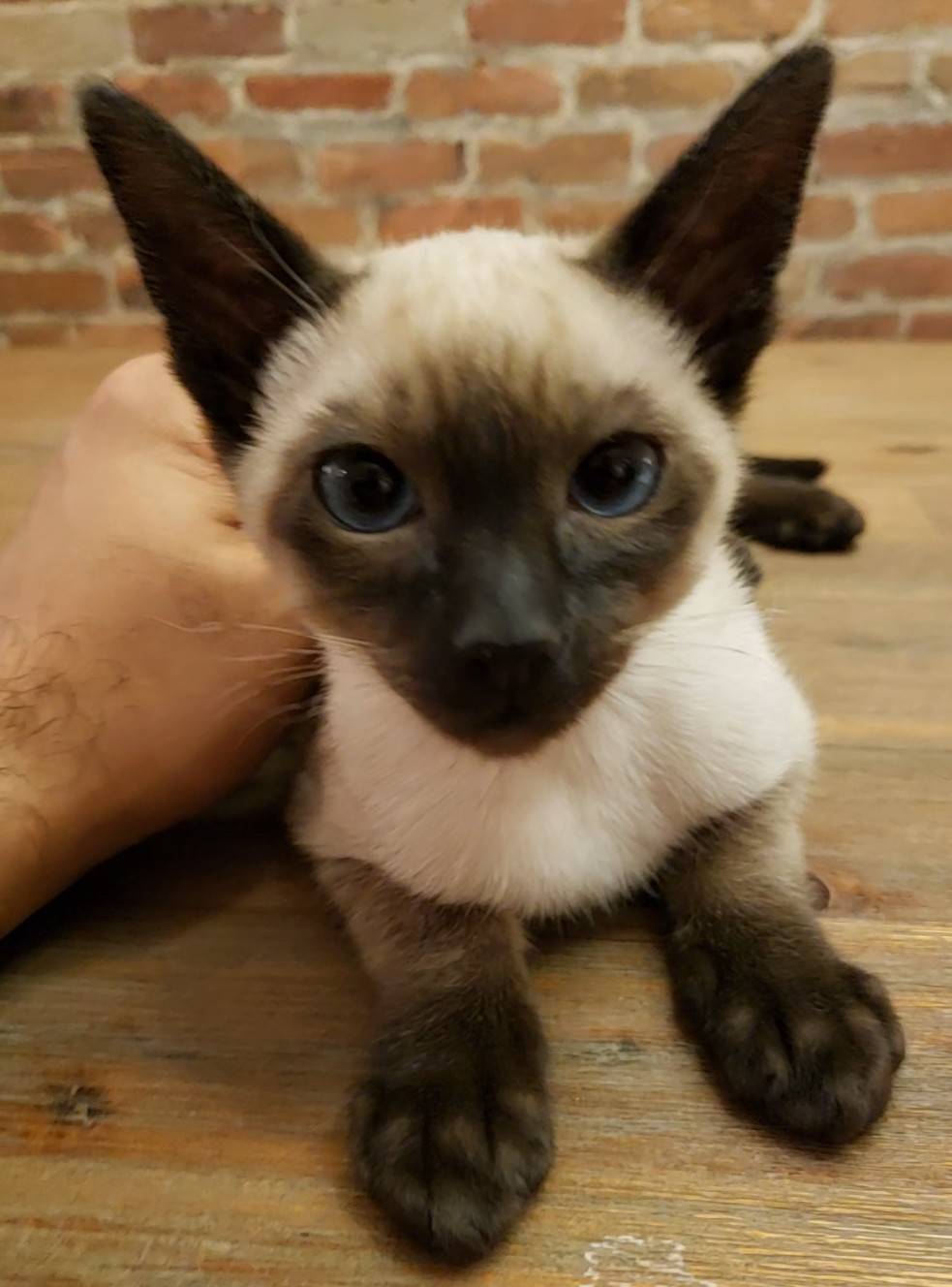 My first post: Meet Simba! | Scrolller