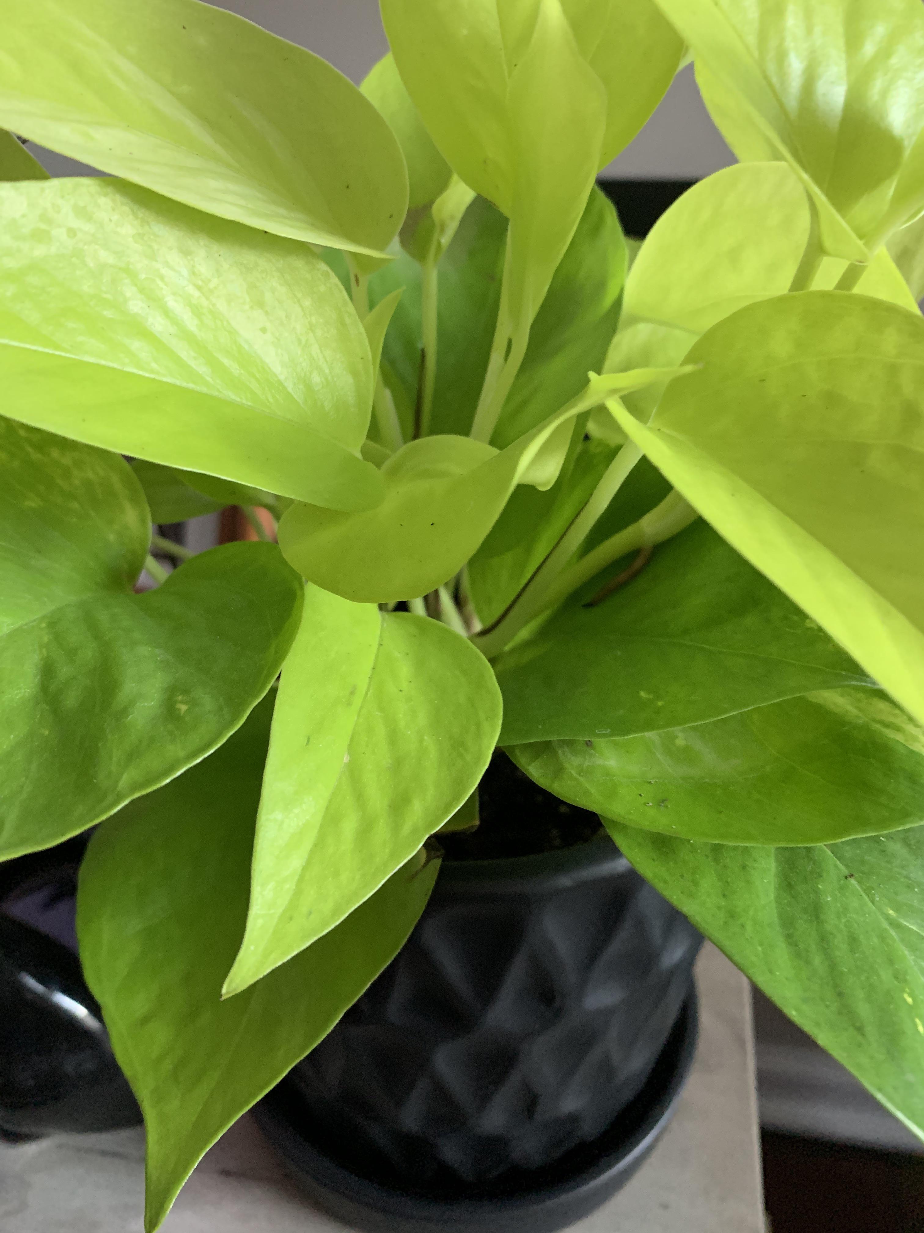 My first Pothos! Her color just makes me so happy 💛💚 | Scrolller