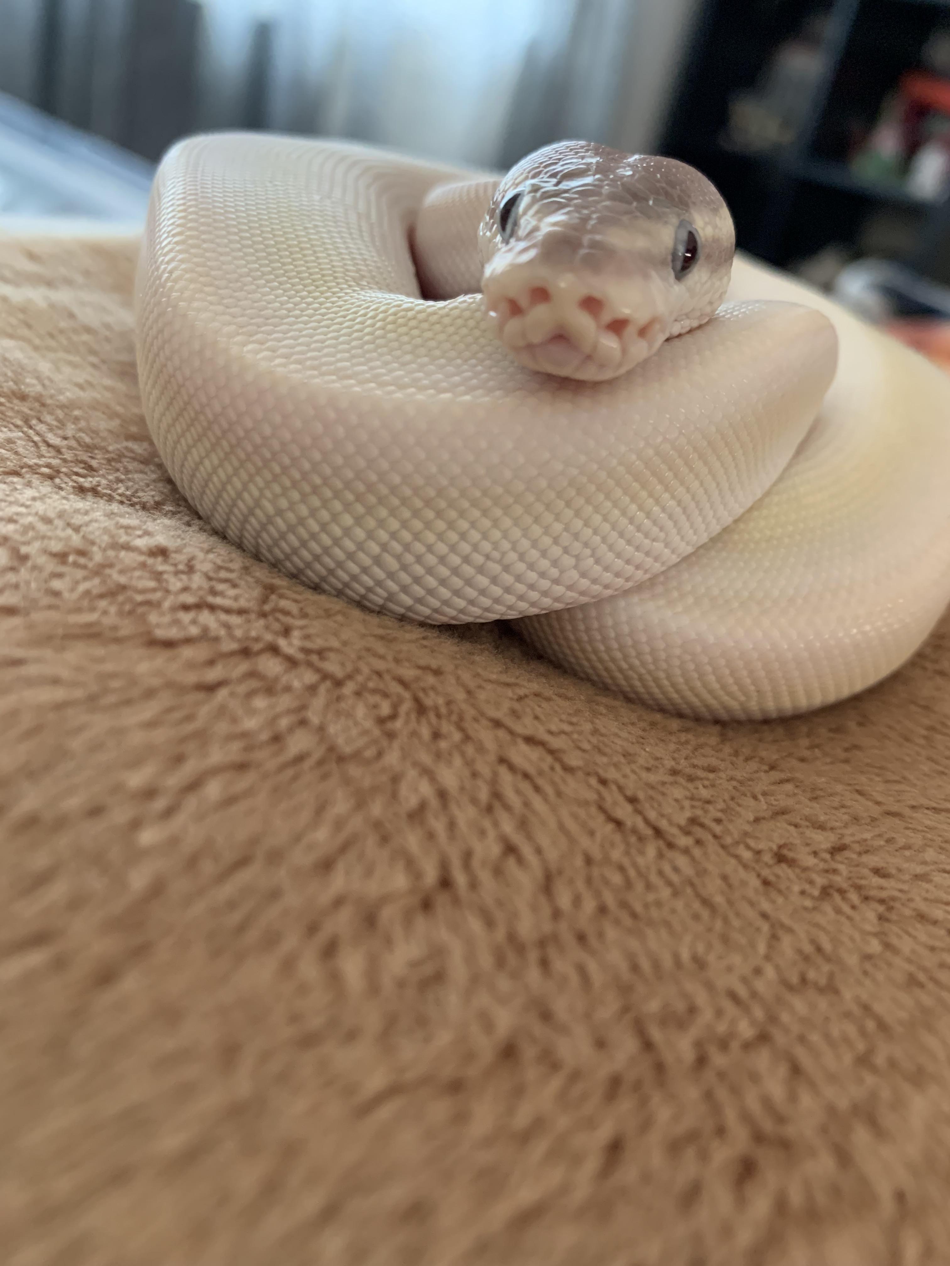 My first pretty noodle! | Scrolller
