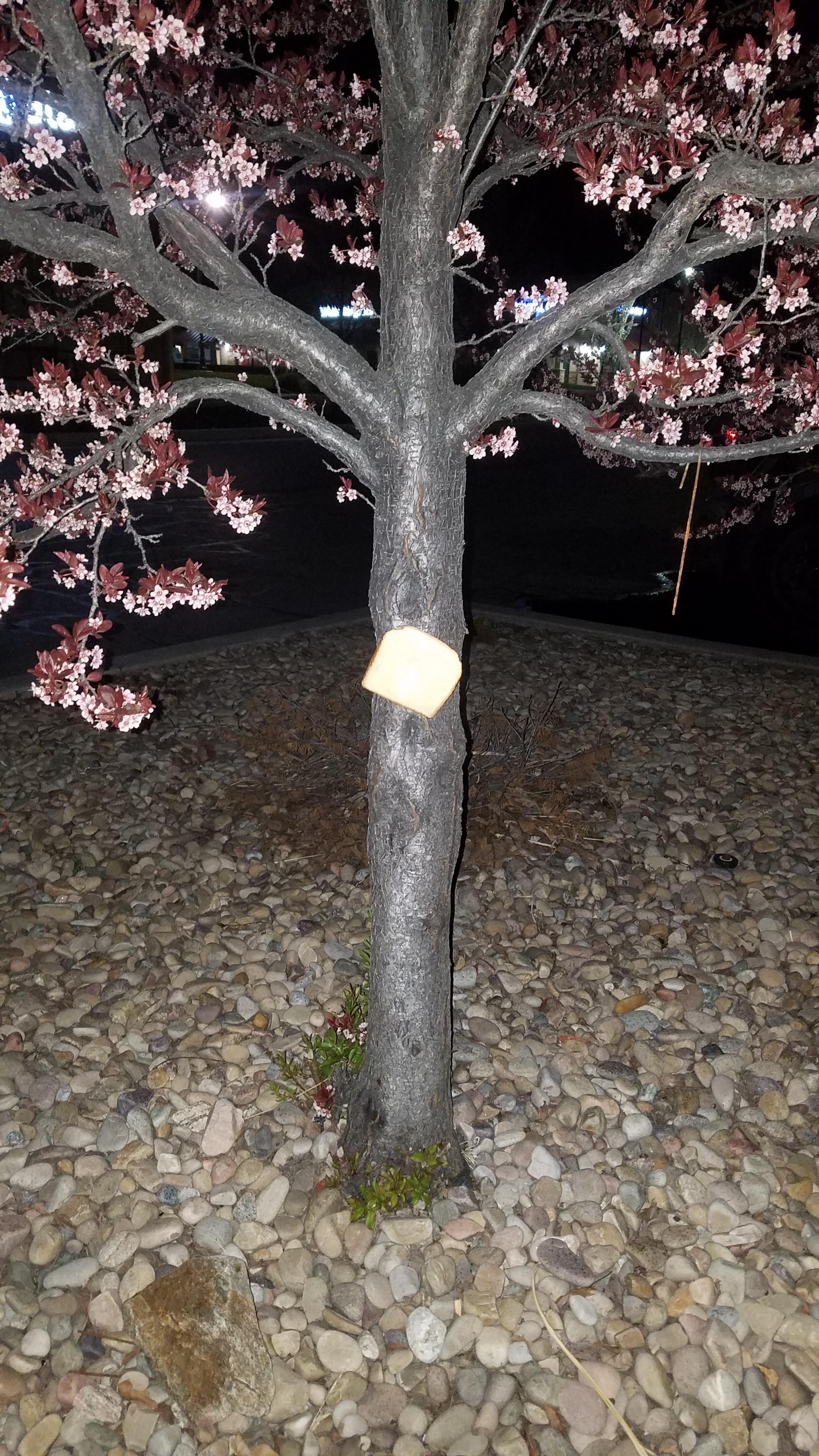 My first staple, its beautiful | Scrolller
