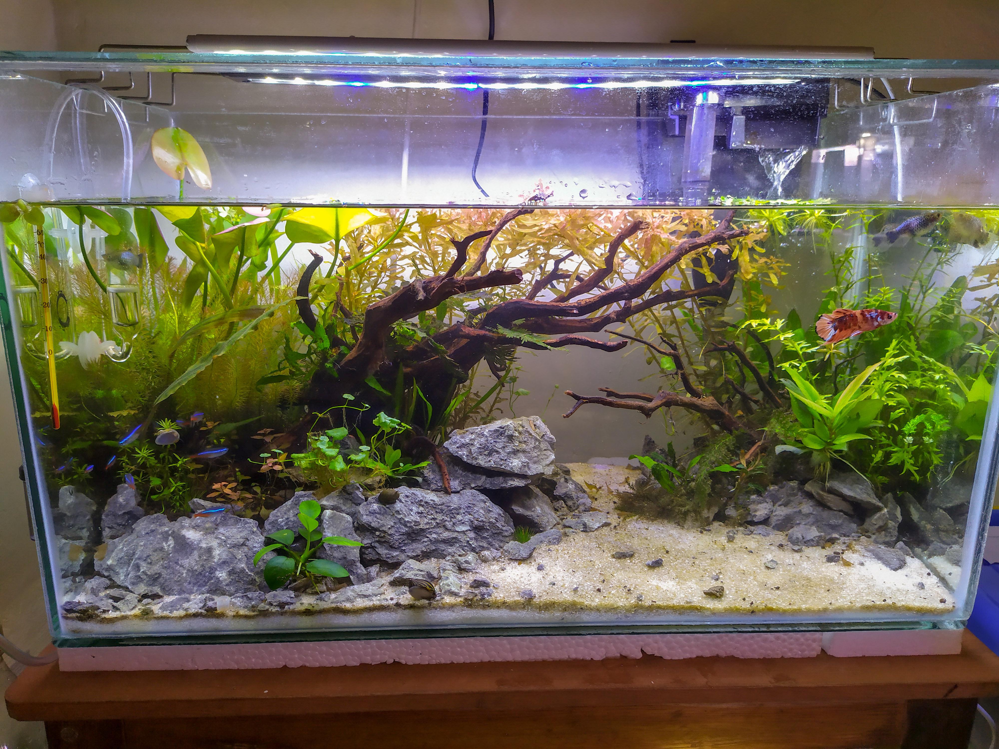 My first tank for my betta. Any tips would be nice ;) | Scrolller