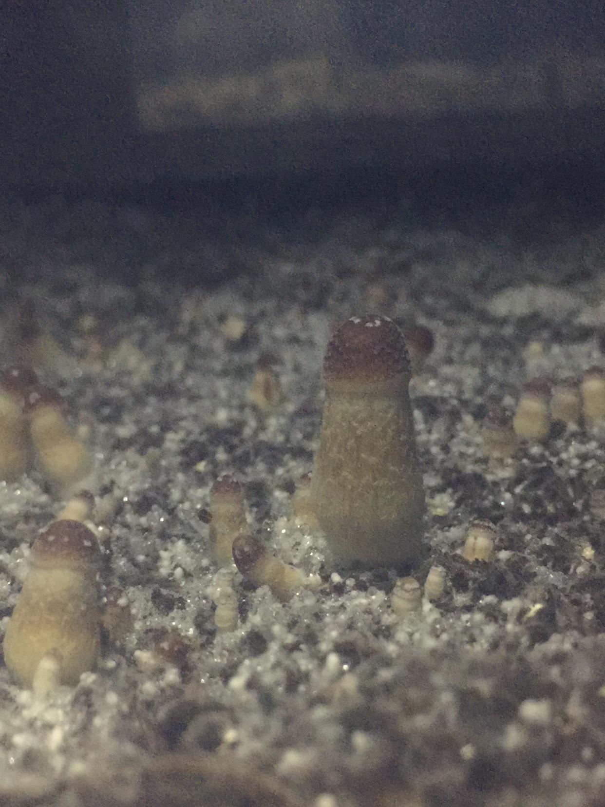 My first time growing shrooms. | Scrolller
