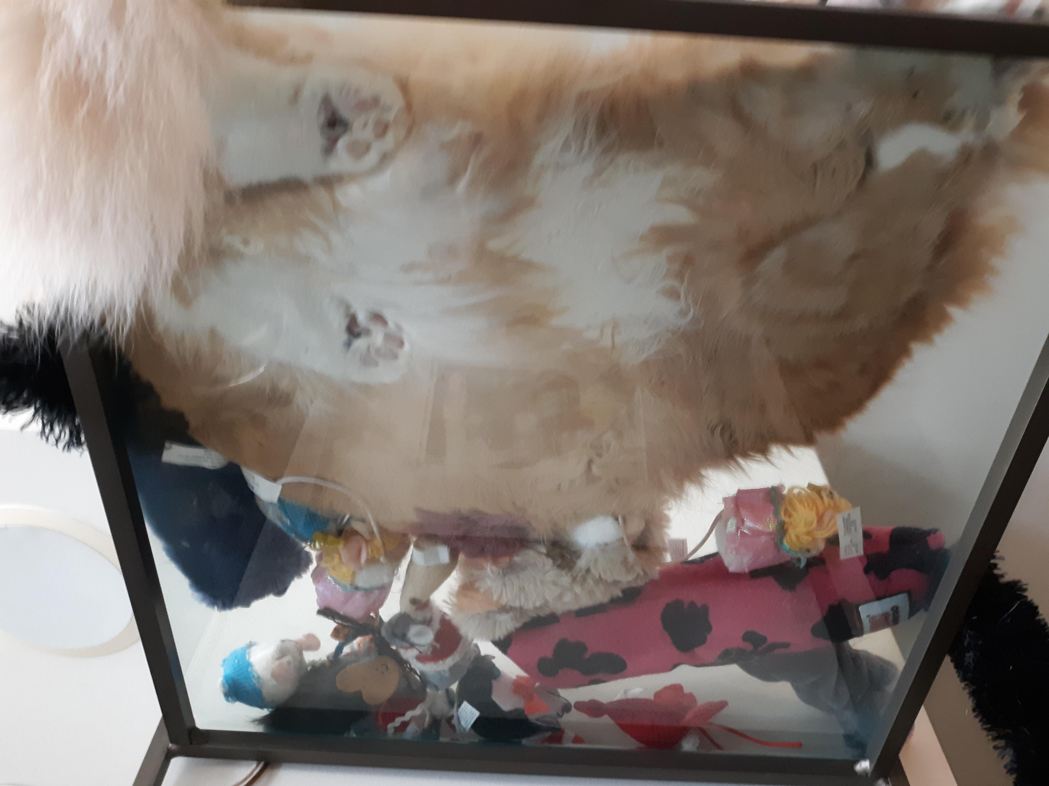 My floof | Scrolller