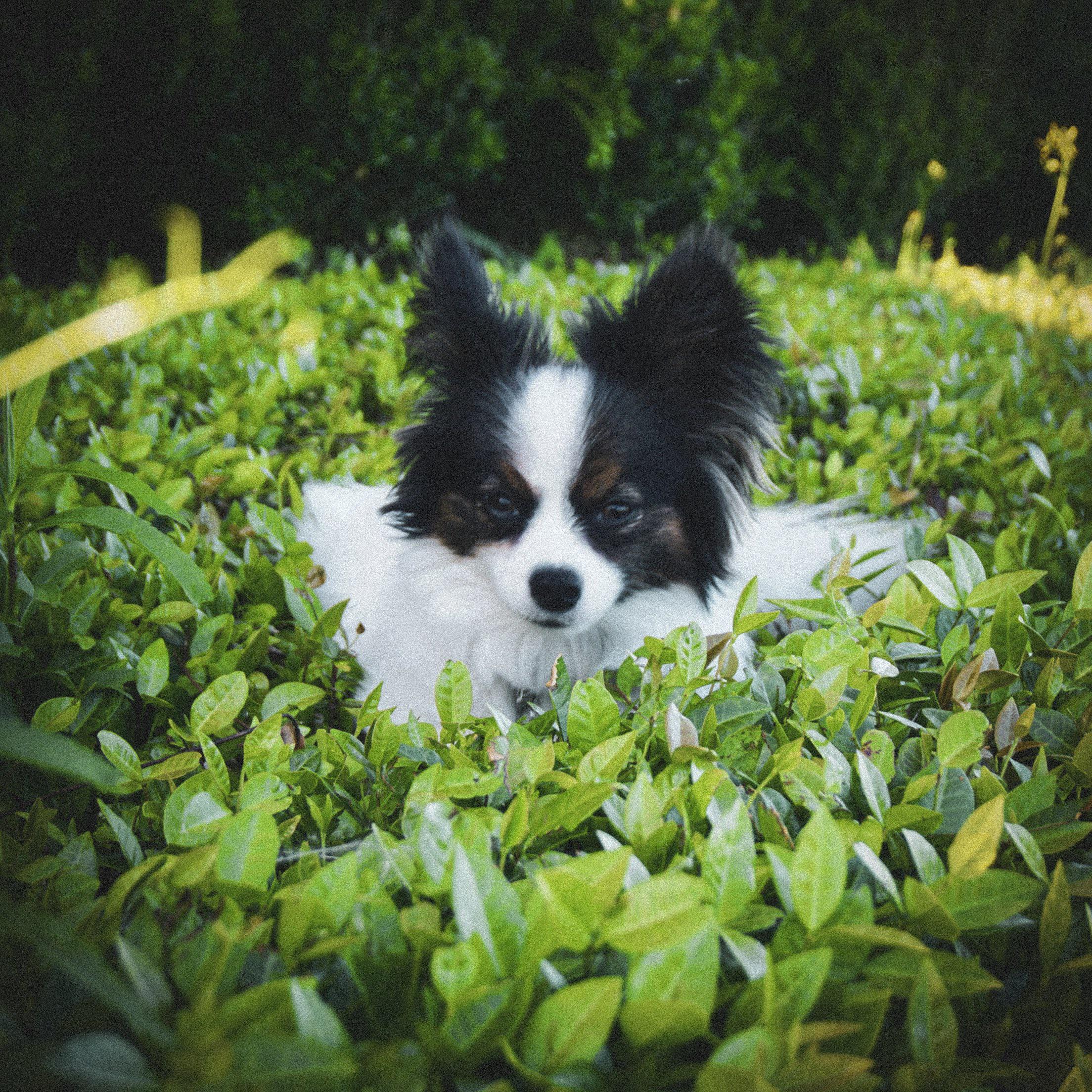 My floof ball | Scrolller